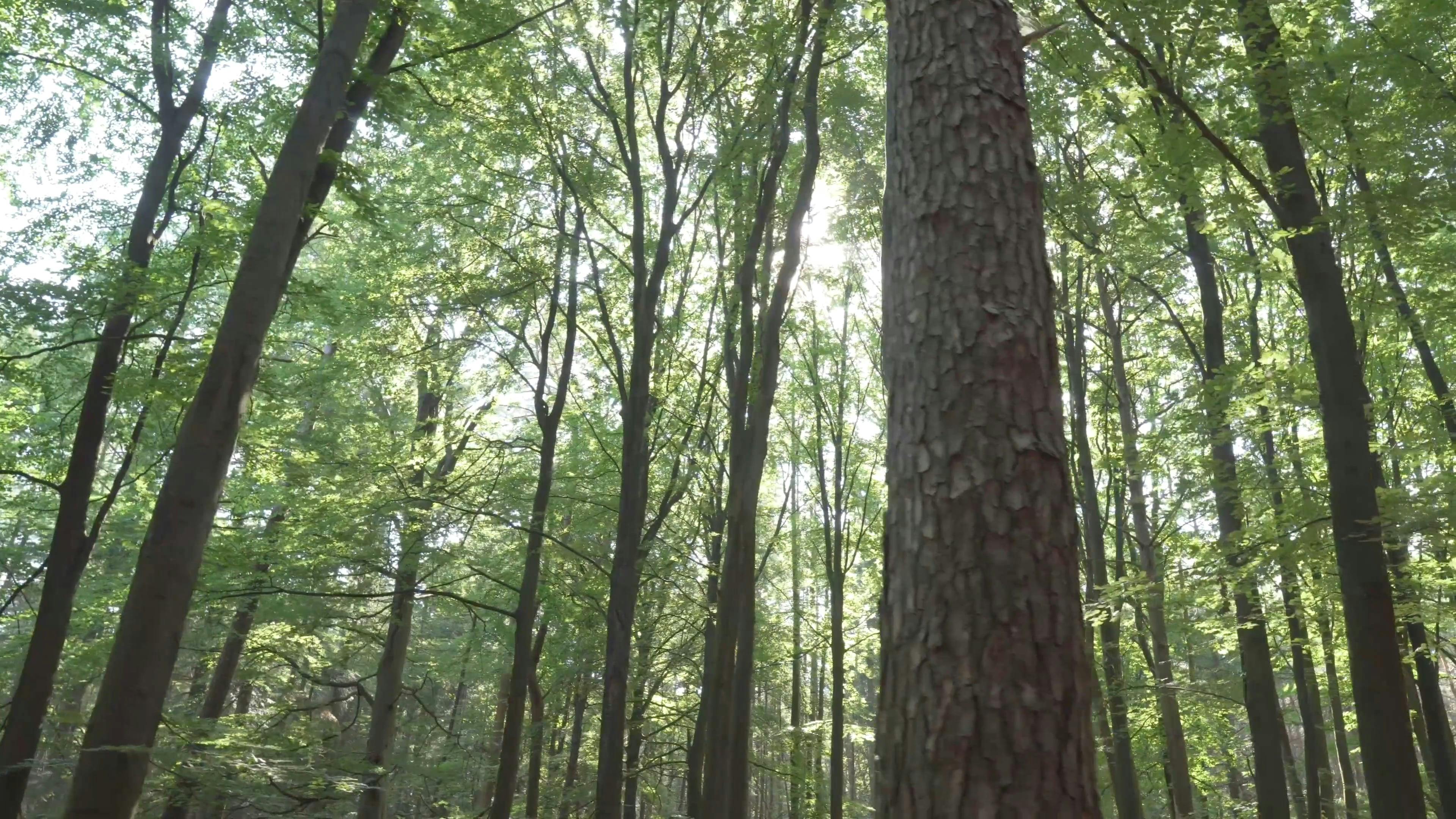 Low Angle Shot of Trees Free Stock Video Footage, Royalty-Free 4K & HD ...