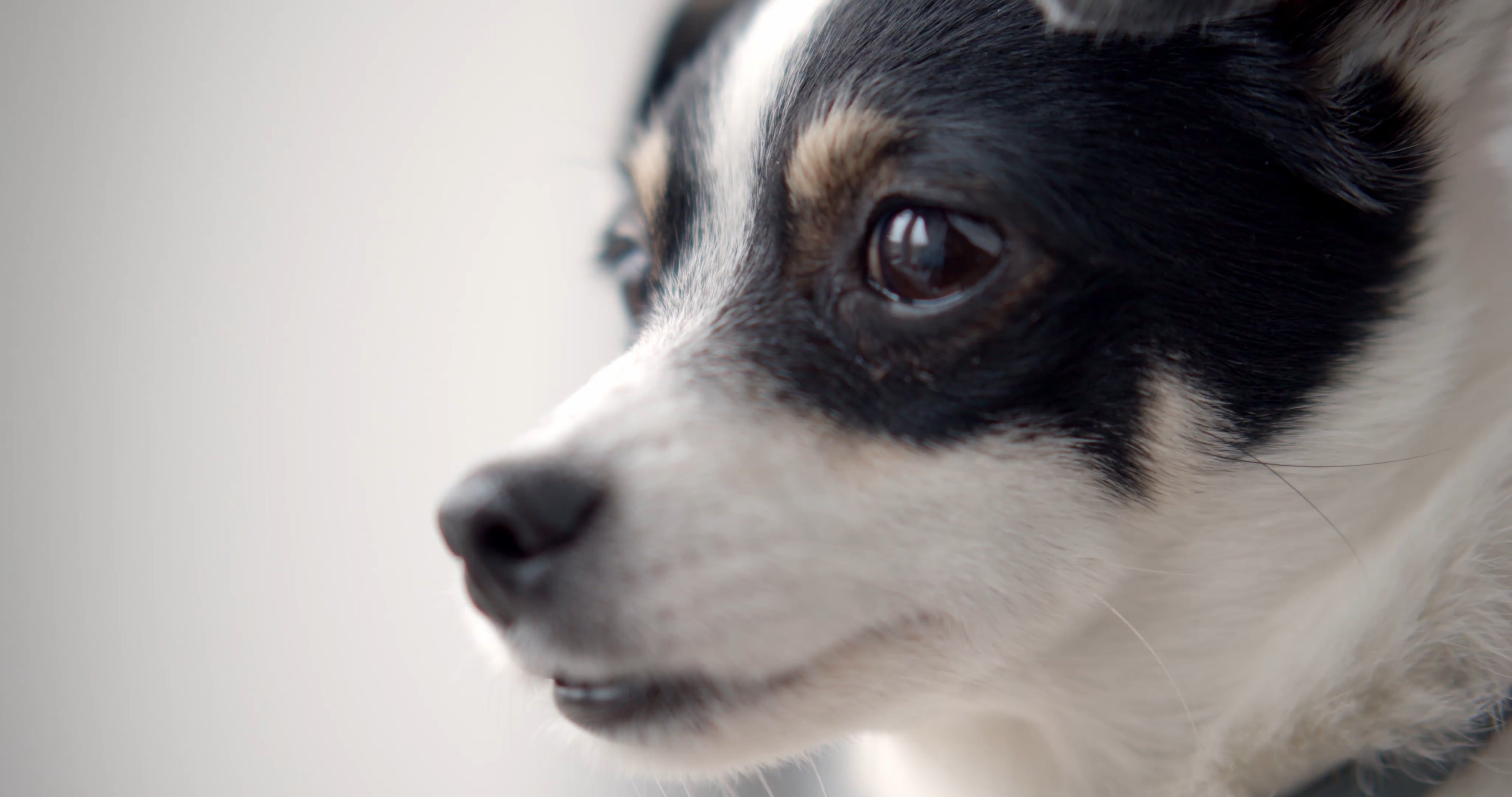 Close Up Video of a Dog · Free Stock Video