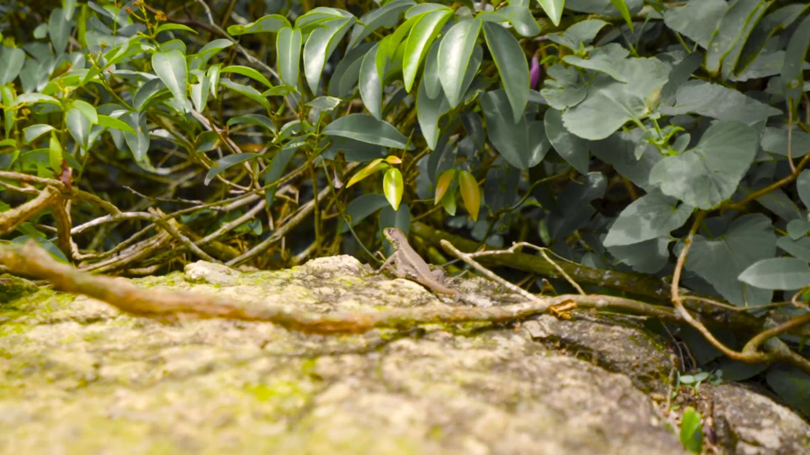 Gecko Videos, Download The BEST Free 4k Stock Video Footage & Gecko HD ...