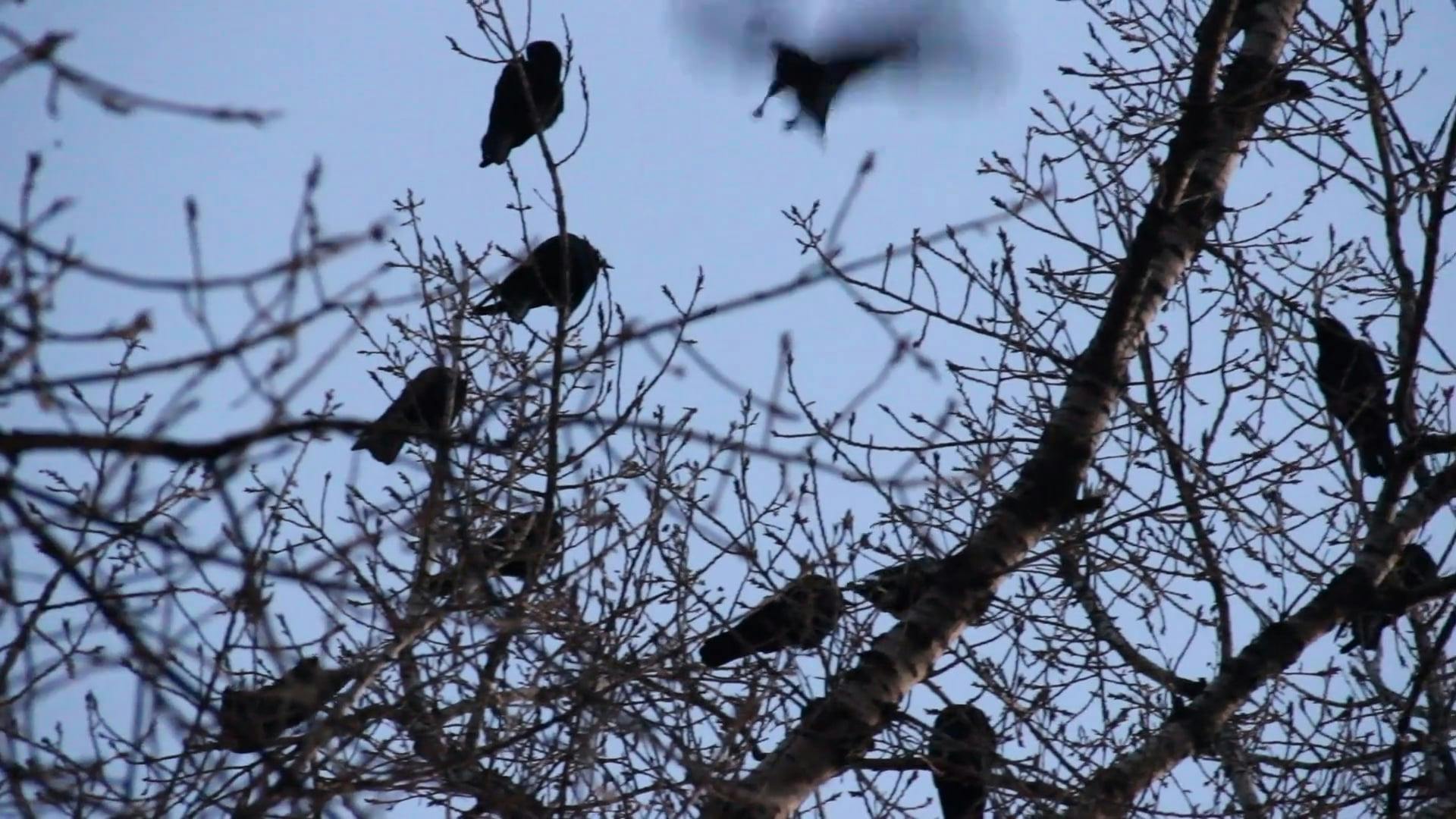 Two Crows Perched On An Electric Wire Before One Flew Away Free Stock ...