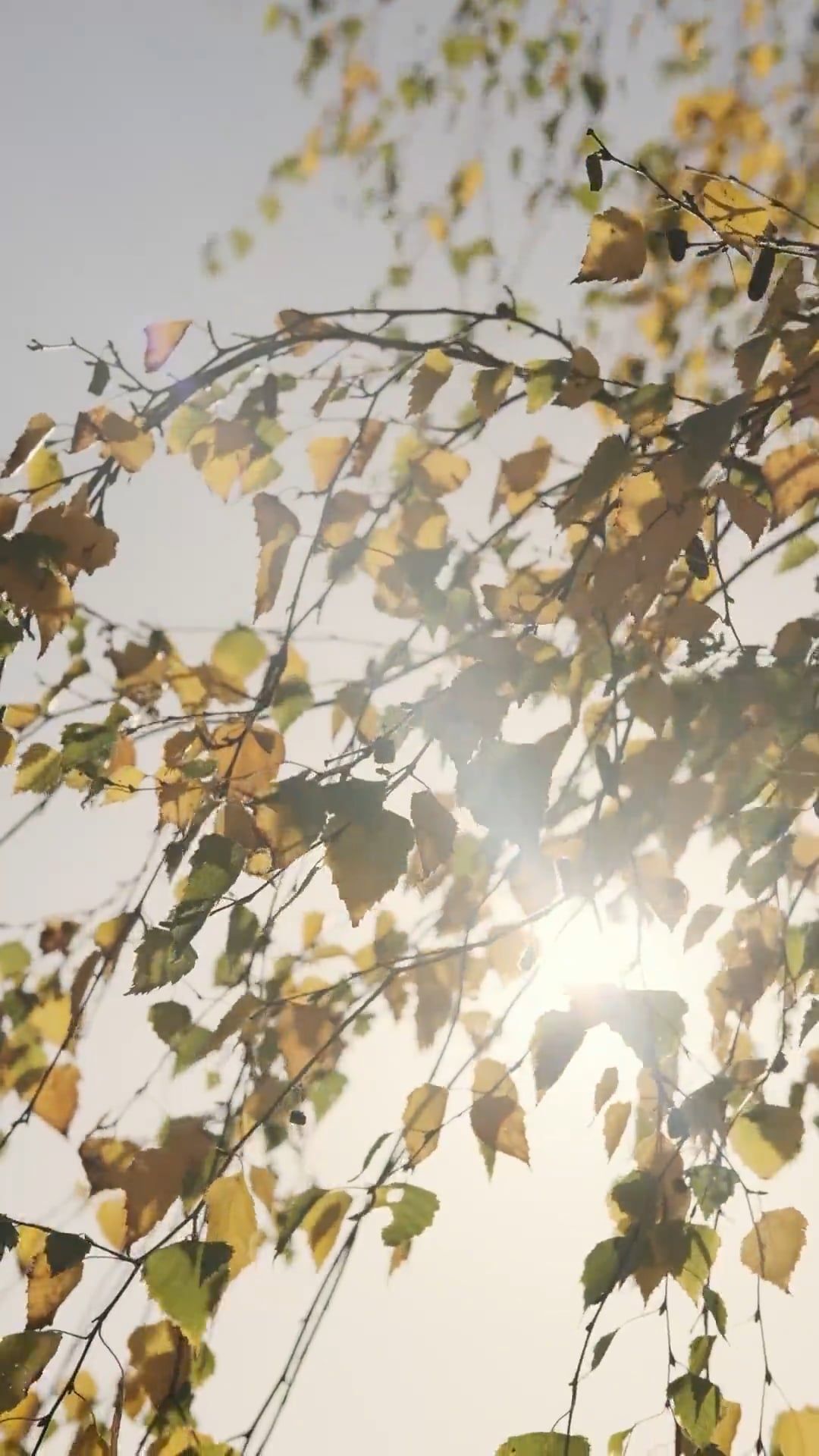 Leaves Swaying in the Breeze Free Stock Video Footage, Royalty-Free 4K ...