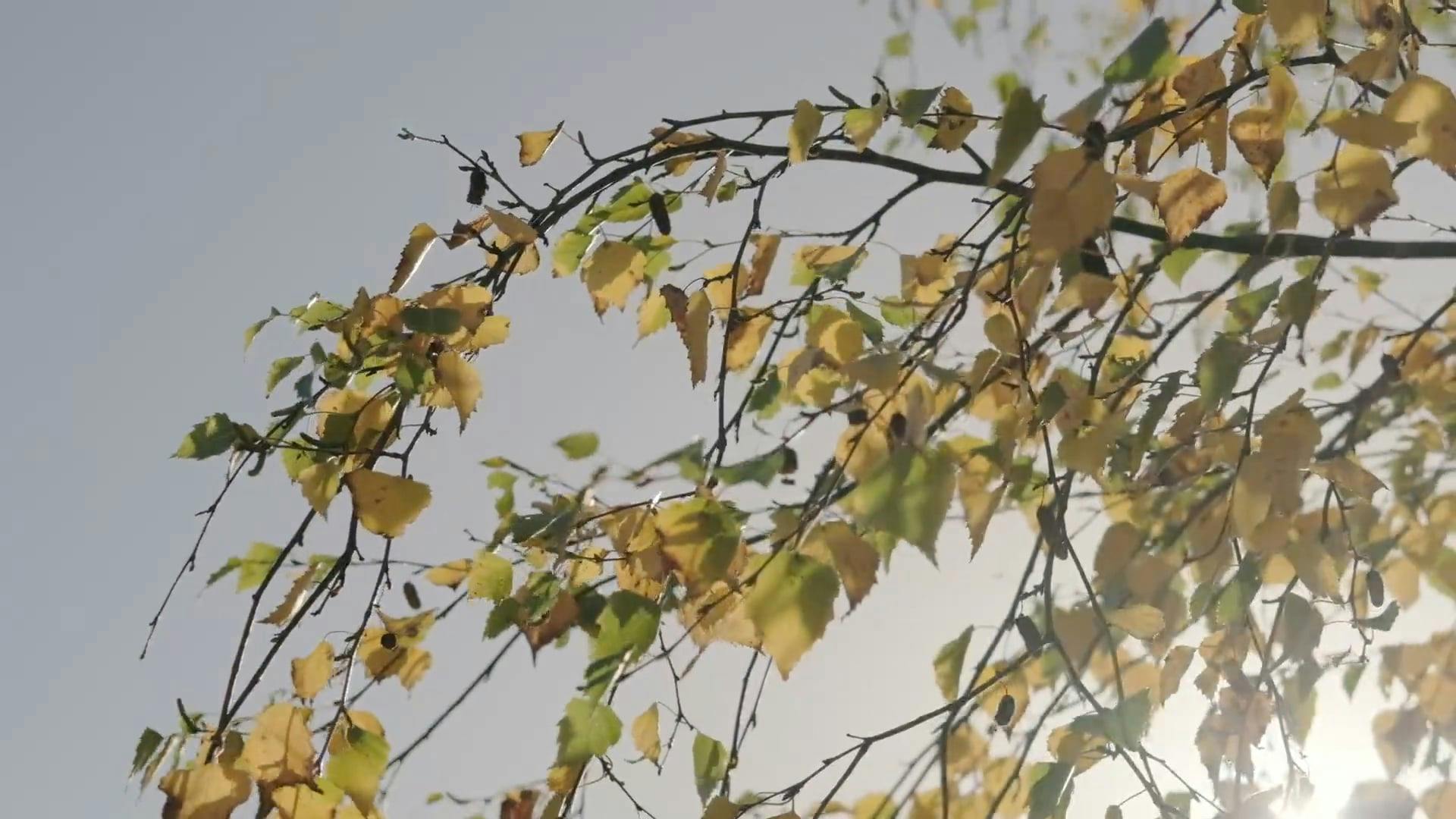 View of Swaying Tree on a Windy Day Free Stock Video Footage, Royalty ...