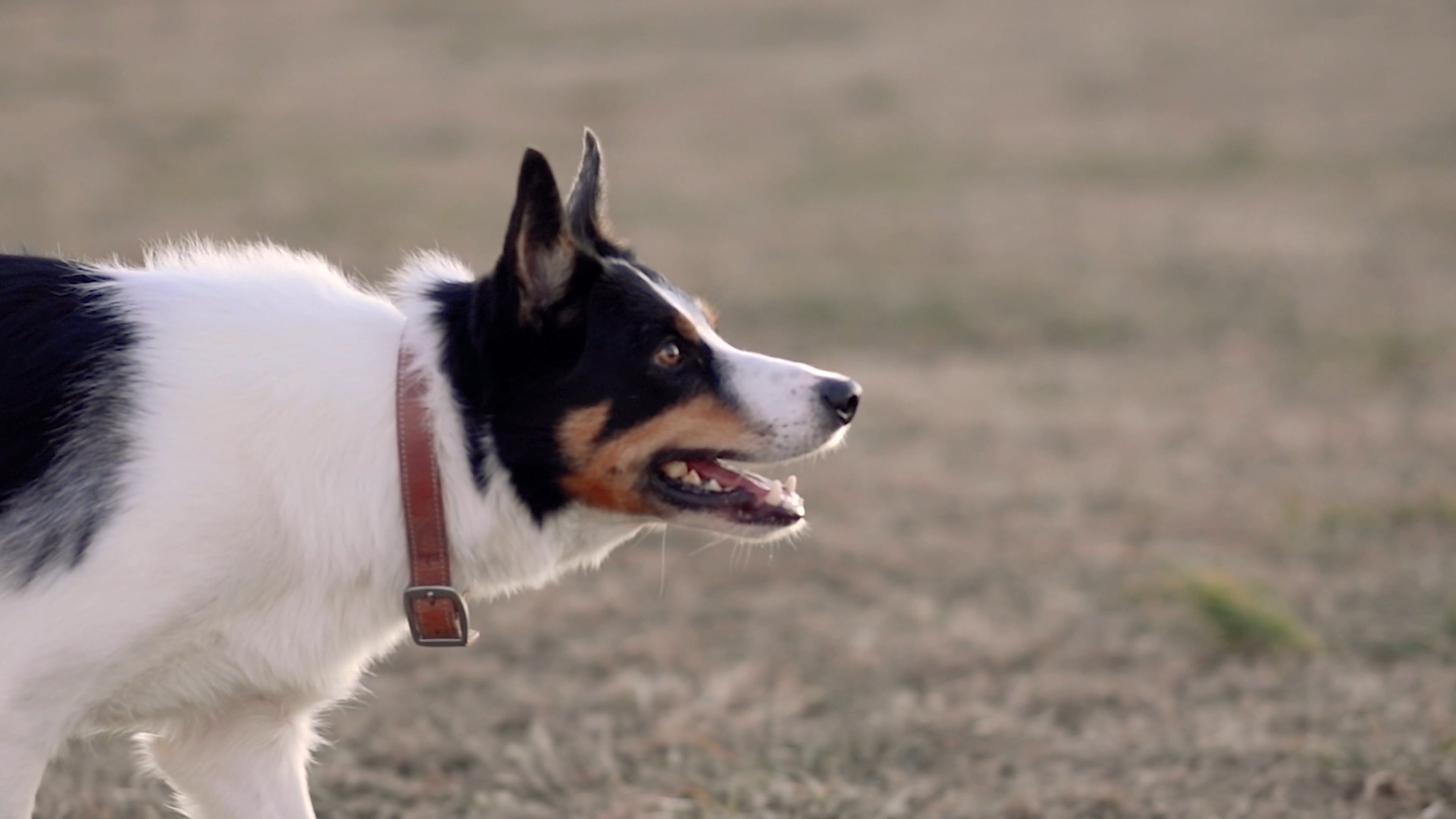 Animal Growling Videos, Download The BEST Free 4k Stock Video Footage ...