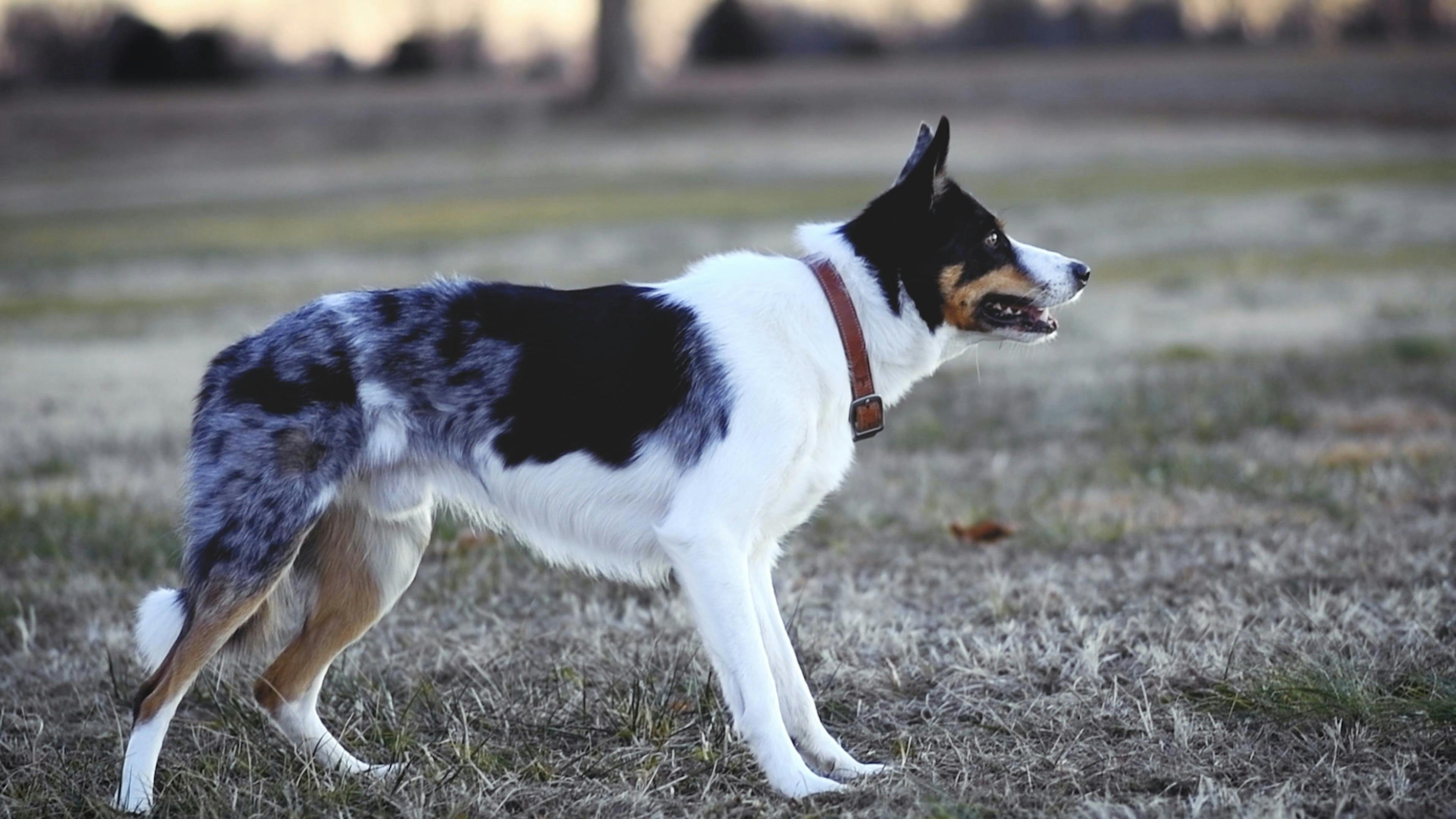 Farm Dog Videos, Download The BEST Free 4k Stock Video Footage & Farm ...