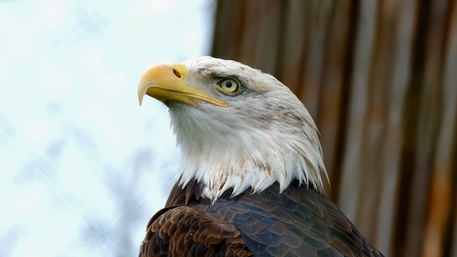 1,000+ Best Bald Eagle Videos · 100% Free Download · Pexels Stock Videos
