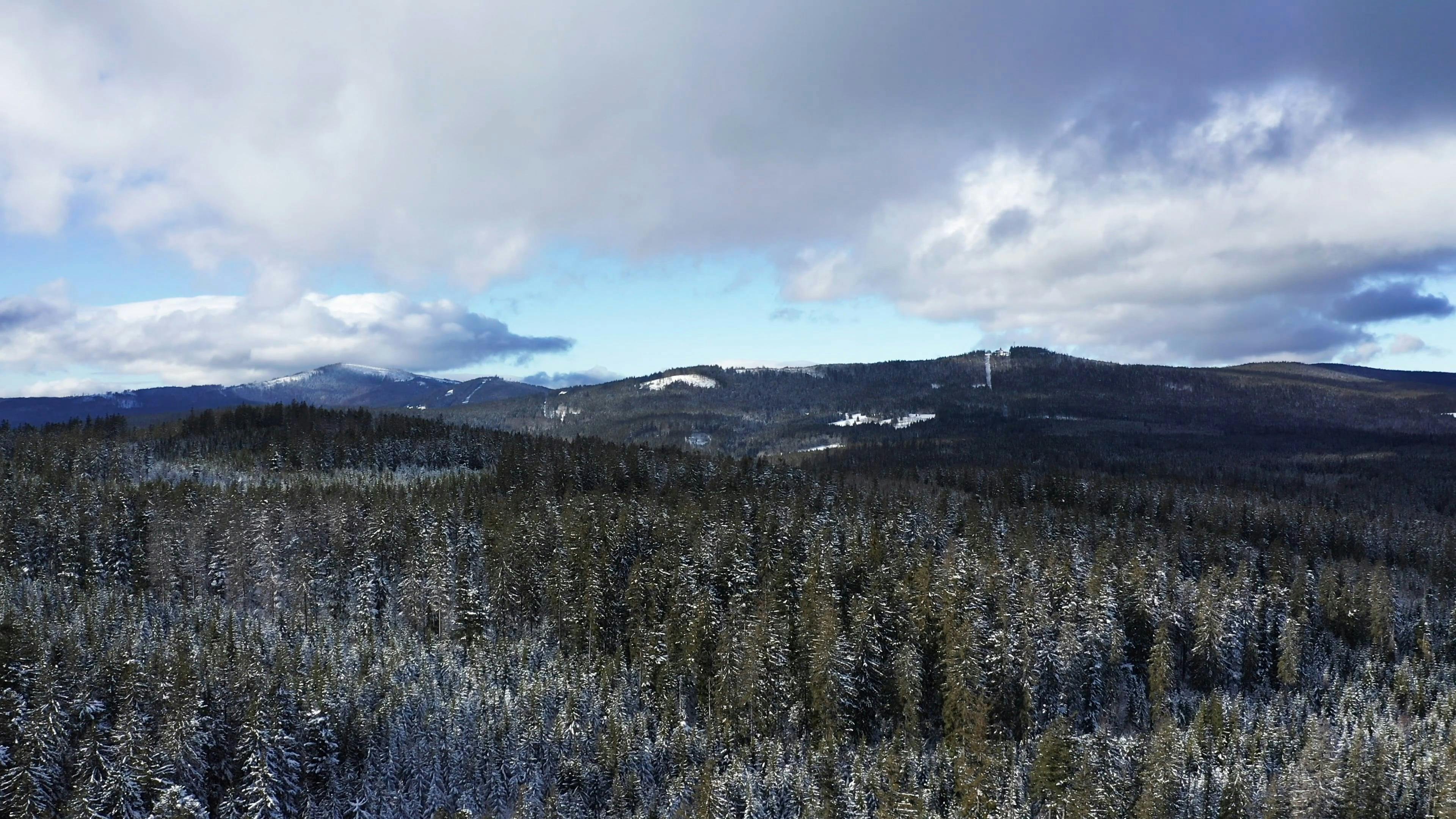 Aerial View of Spruce in the Forest Free Stock Video Footage, Royalty ...