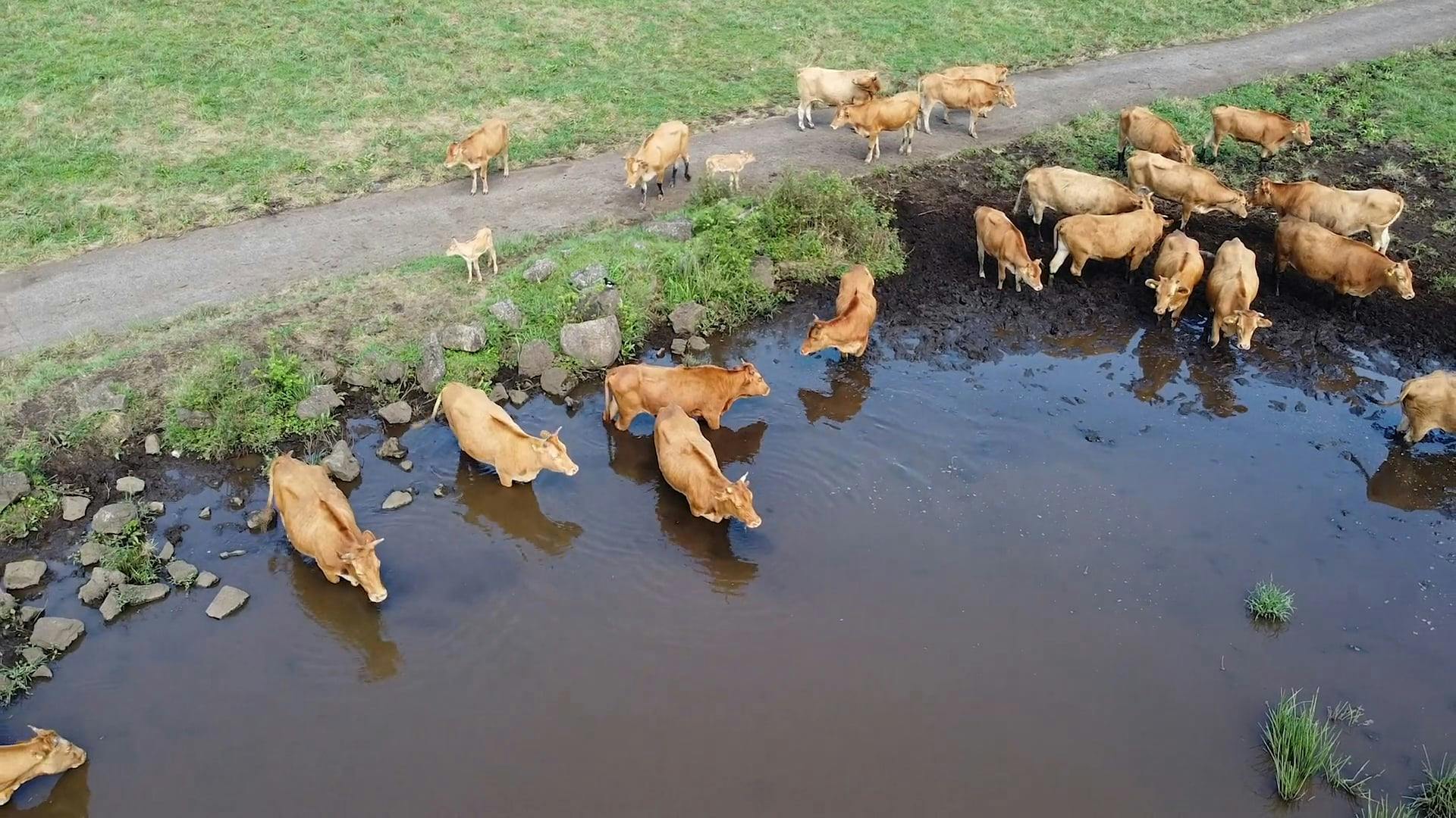 Vídeos de stock gratuitos sobre aéreo, agricultura, agua corporal, al ...