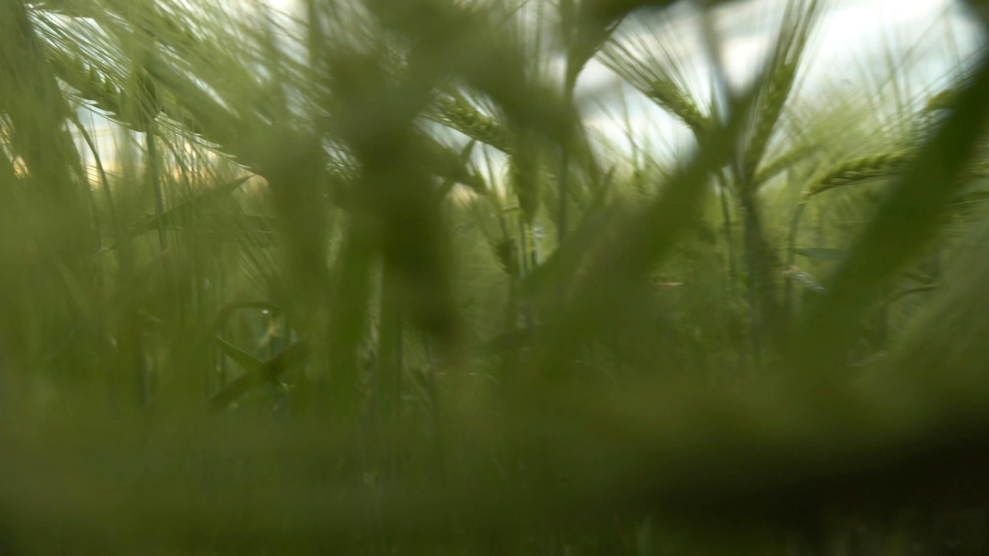 A Footage of a Wheat Field · Free Stock Video