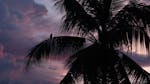 Coconut Tree Videos, Download The BEST Free 4k Stock Video Footage ...