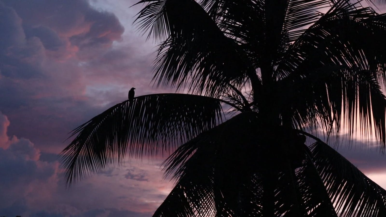 Coconut Tree Videos, Download The BEST Free 4k Stock Video Footage ...