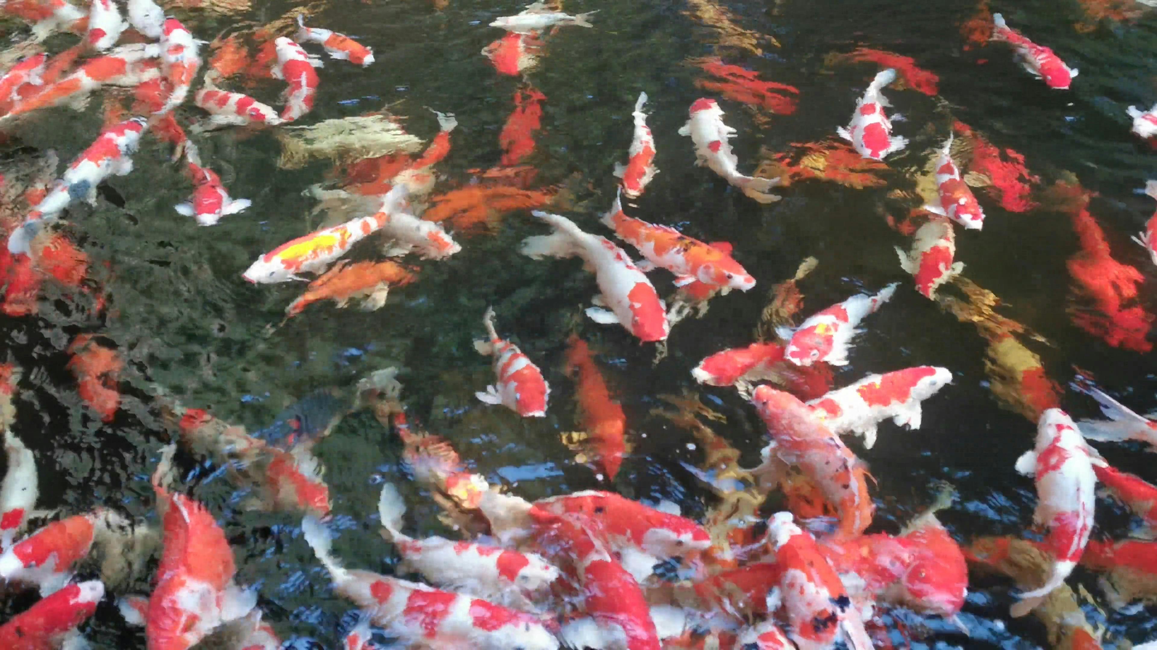 Colorful Fishes in a River Free Stock Video Footage, Royalty-Free 4K ...