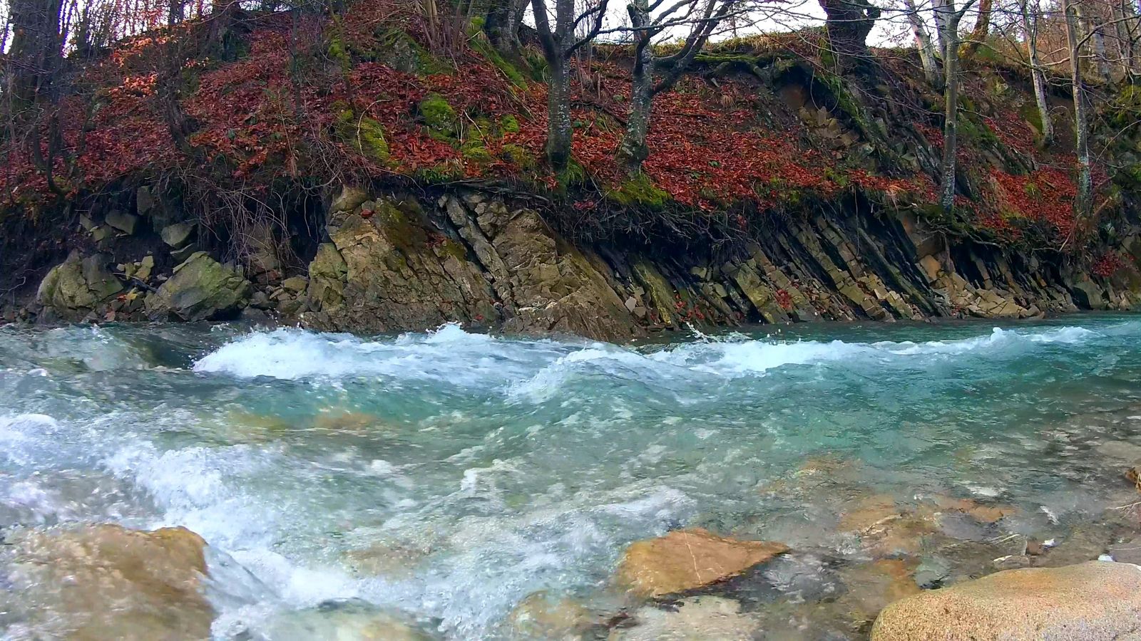 Clear Forest Videos, Download The BEST Free 4k Stock Video Footage ...