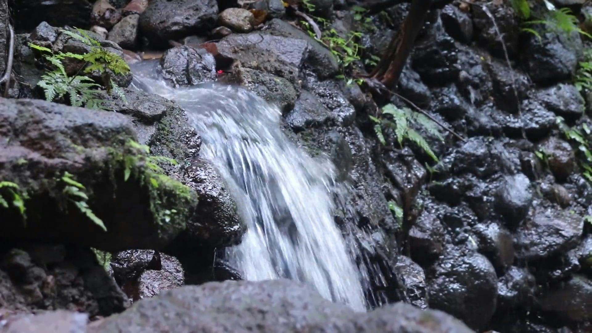 Element Biotic Videos, Download The BEST Free 4k Stock Video Footage ...