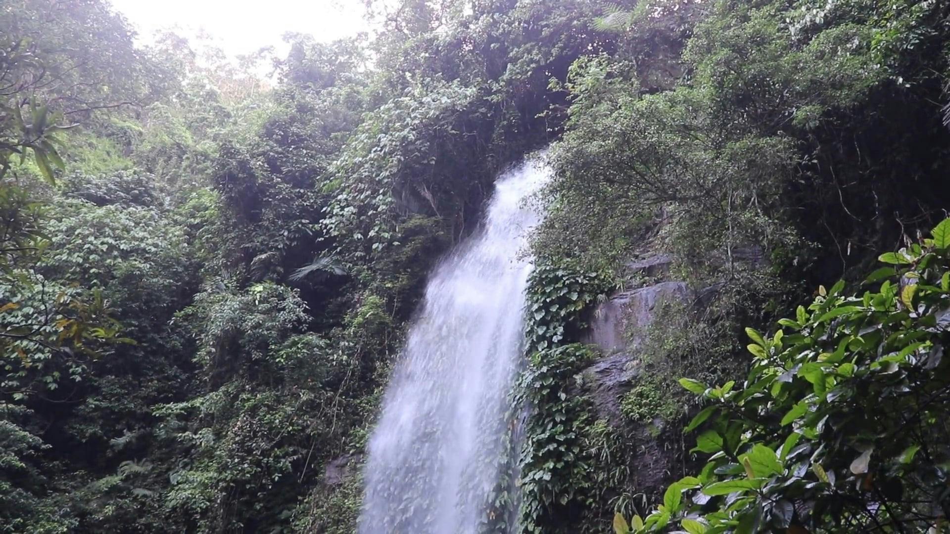 Waterfalls Cascading Through Vine Plants Covering The Cliffs Free Stock ...