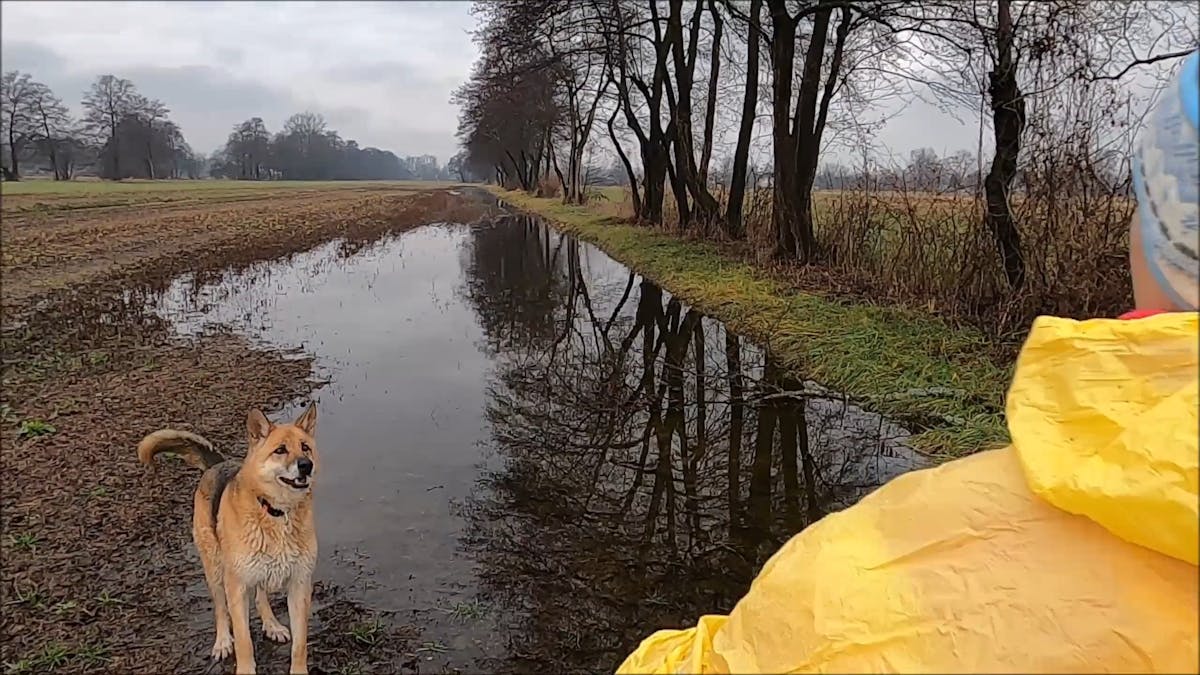 K9 Dog Videos, Download The BEST Free 4k Stock Video Footage & K9 Dog ...