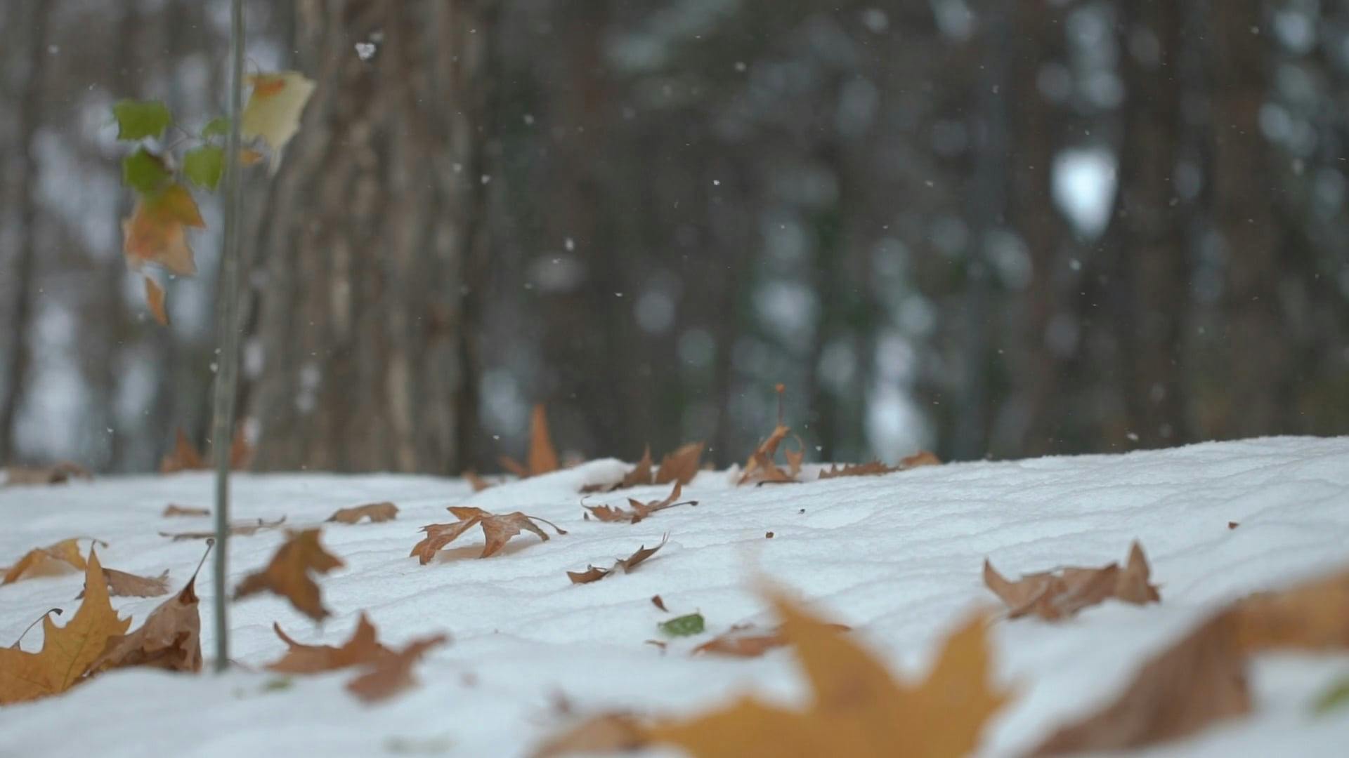 First Snow Landscape Videos, Download The BEST Free 4k Stock Video ...