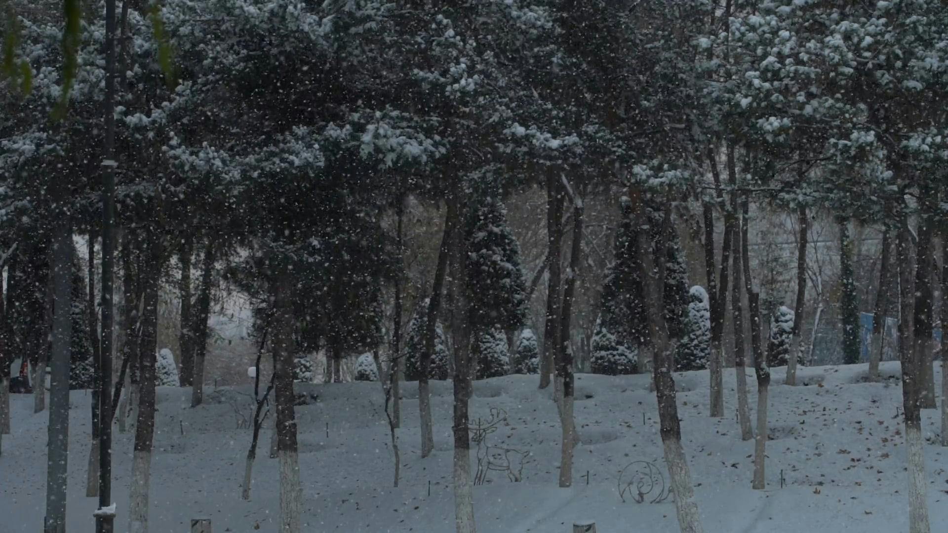 Snow Falling on Trees Free Stock Video Footage, Royalty-Free 4K & HD ...