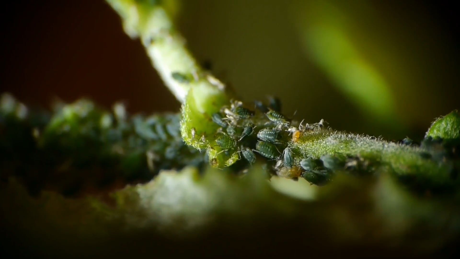 Pests Videos, Download The BEST Free 4k Stock Video Footage & Pests HD ...
