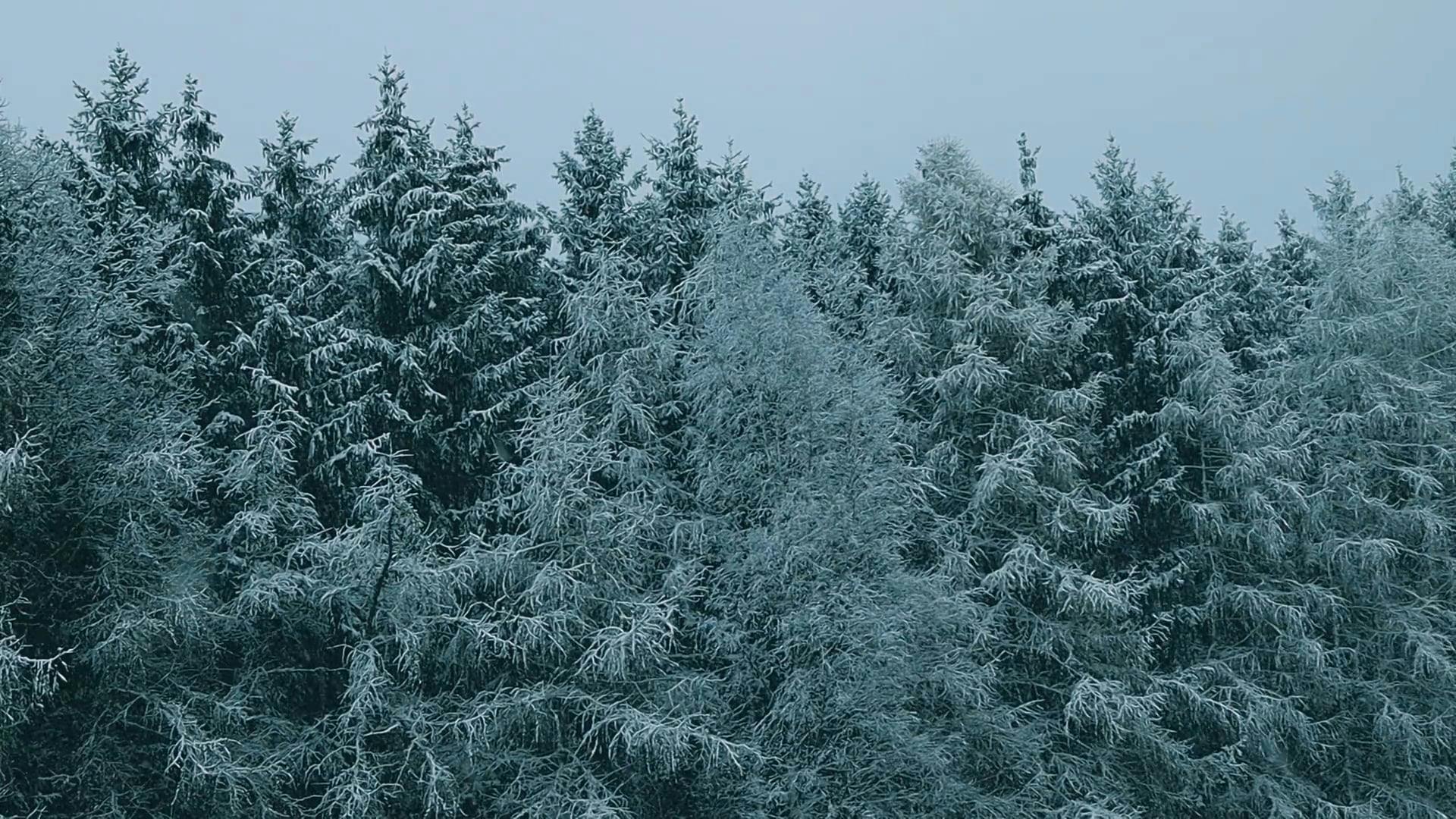 Winter Fir Trees in the Forest Free Stock Video Footage, Royalty-Free ...