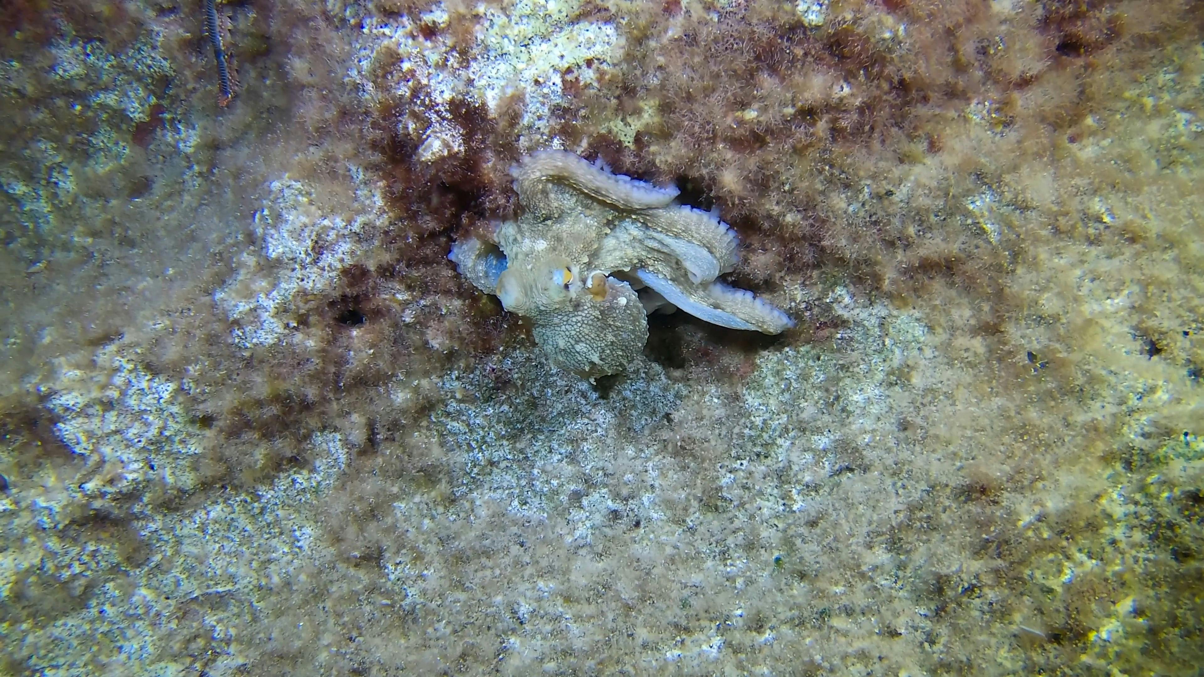 Sea Leech Videos, Download The BEST Free 4k Stock Video Footage & Sea ...