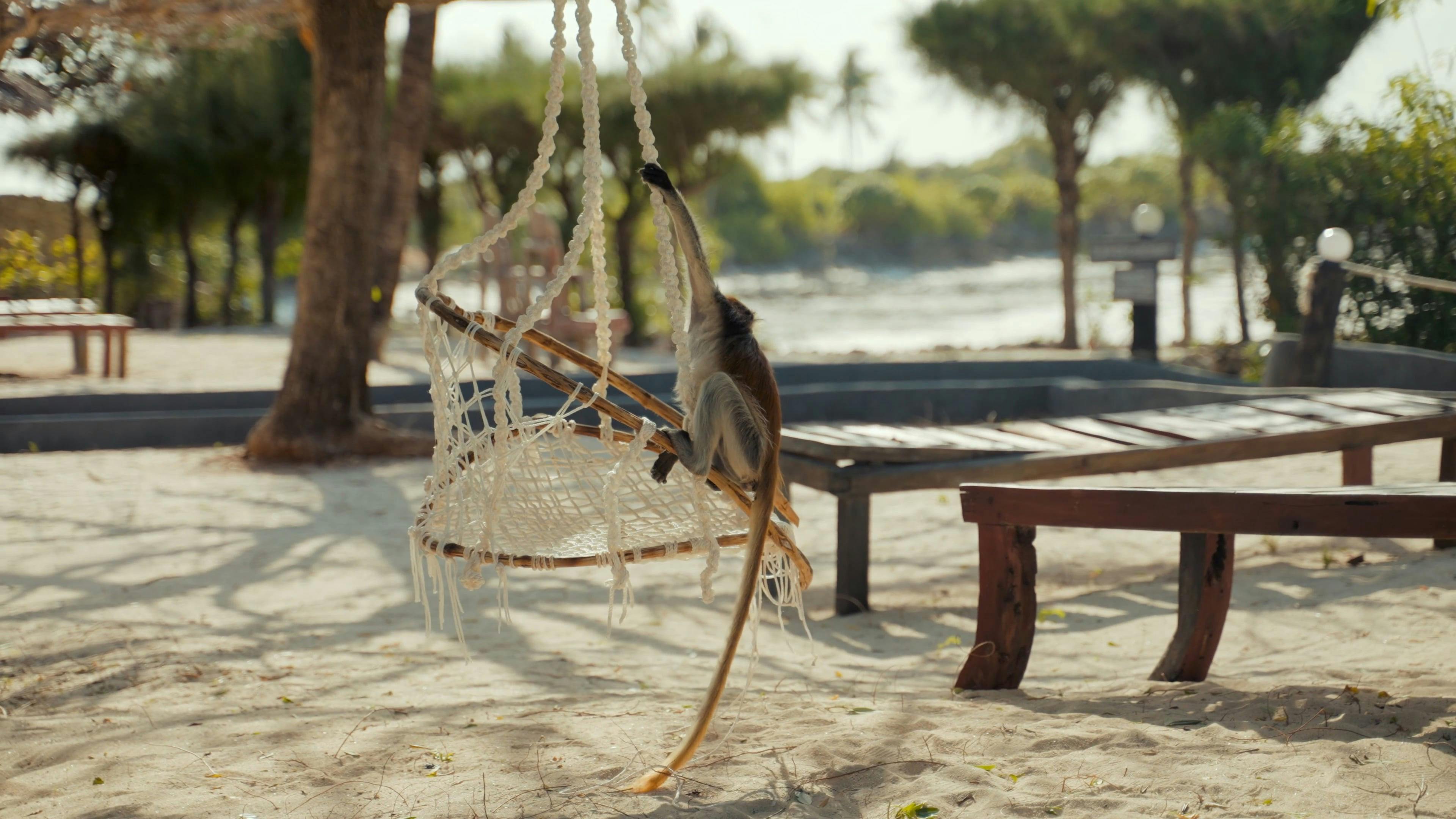 Monkey Climbing the Tree Using a Rope of the Swing · Free Stock Video