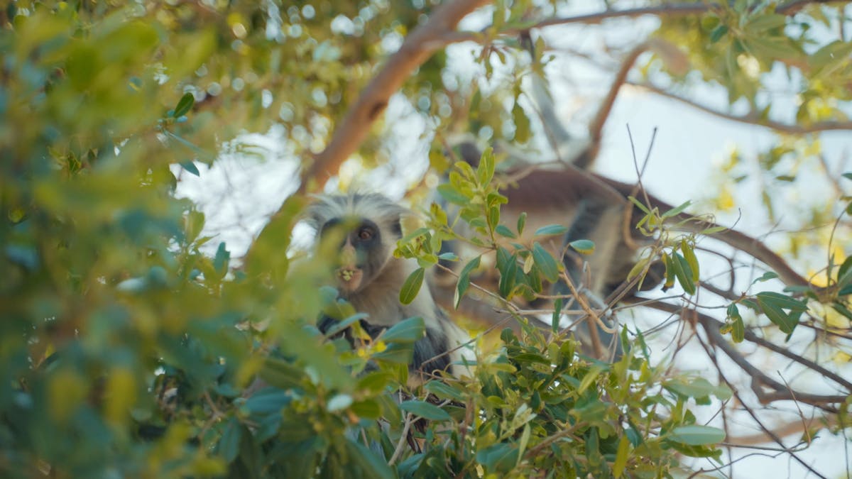 Monkeys 4k Wallpaper Videos, Download The BEST Free 4k Stock Video ...