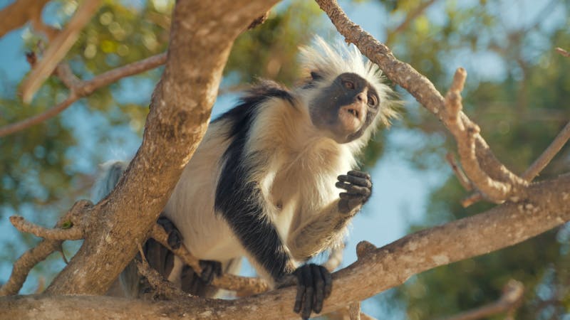 Monkey Rizz Videos, Download The BEST Free 4k Stock Video Footage ...