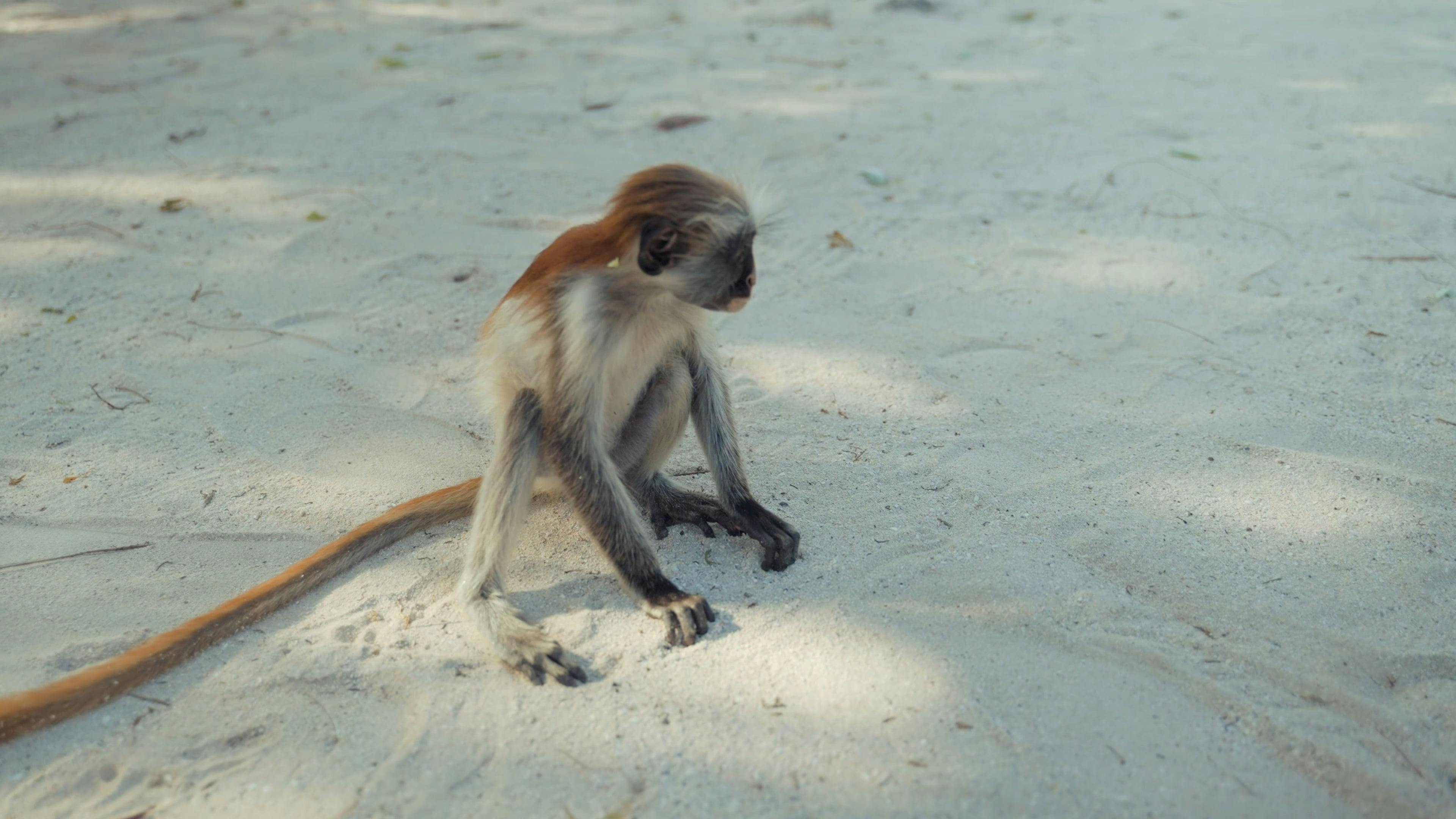 Monkey Sitting on the Sand · Free Stock Video