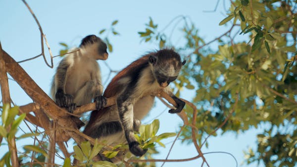 Monkey Rizz Videos, Download The BEST Free 4k Stock Video Footage ...