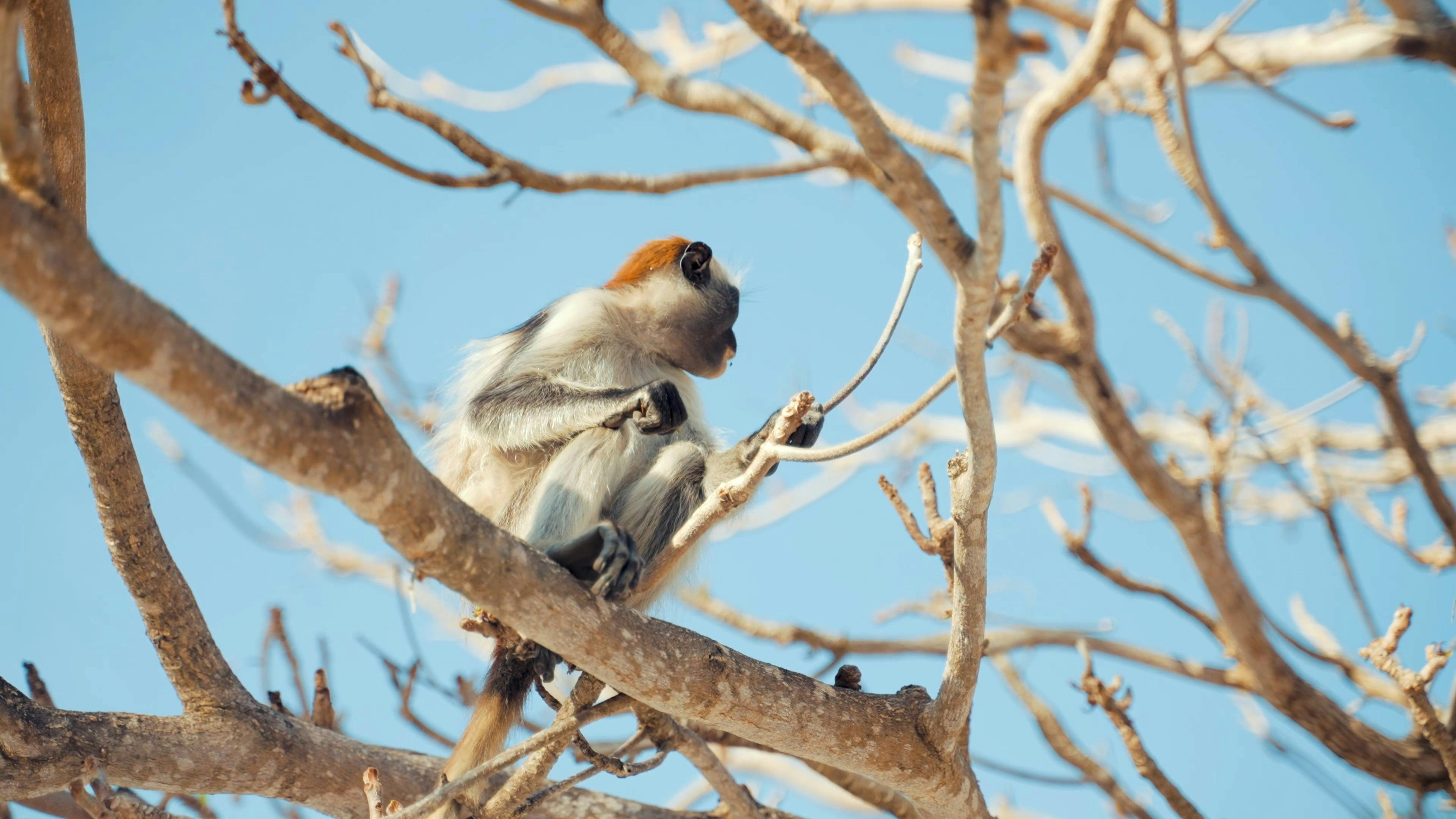 Video stok gratis tentang alam, bidikan sudut sempit, binatang buas ...