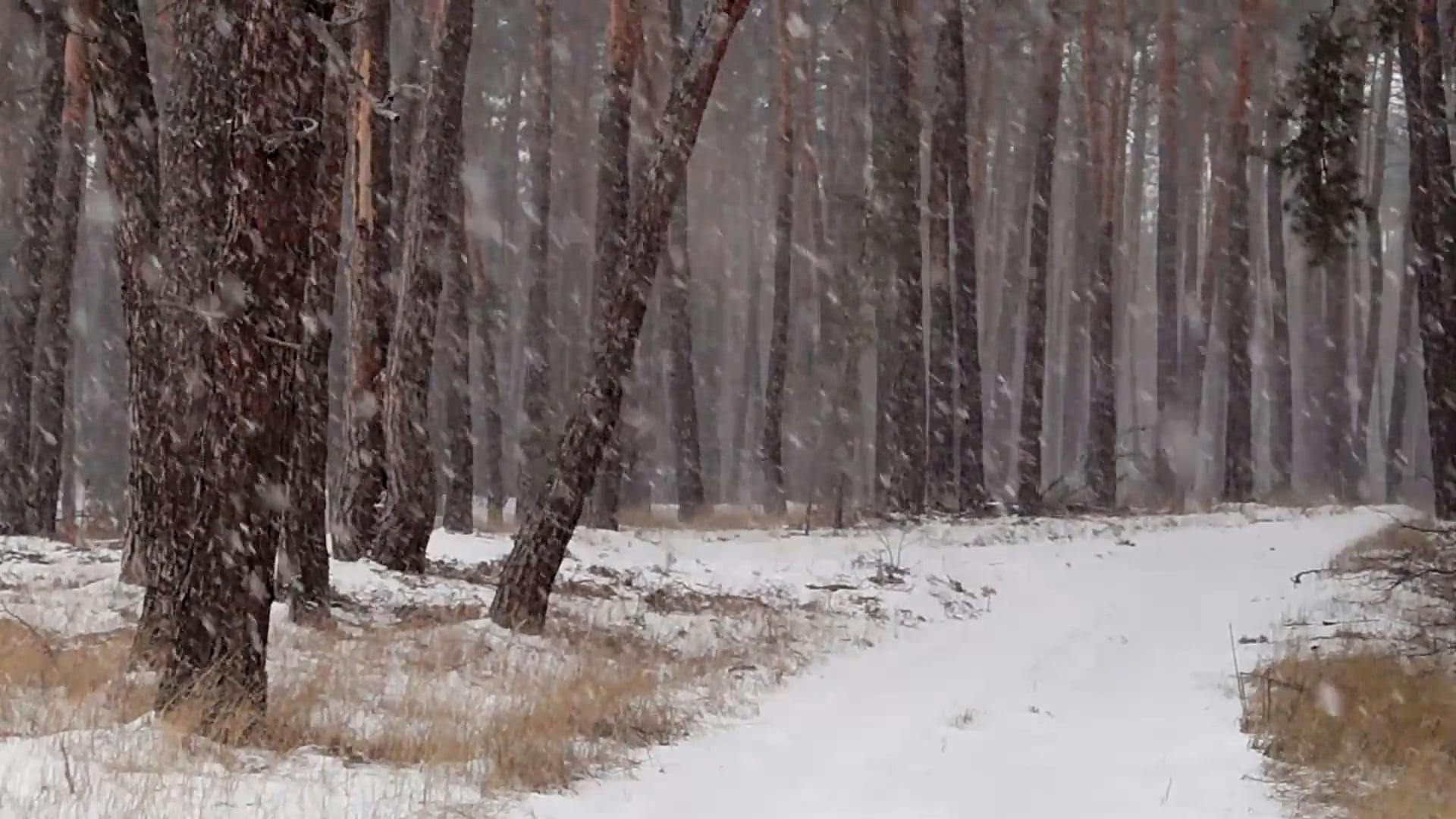 A Snowstorm in the Forest · Free Stock Video