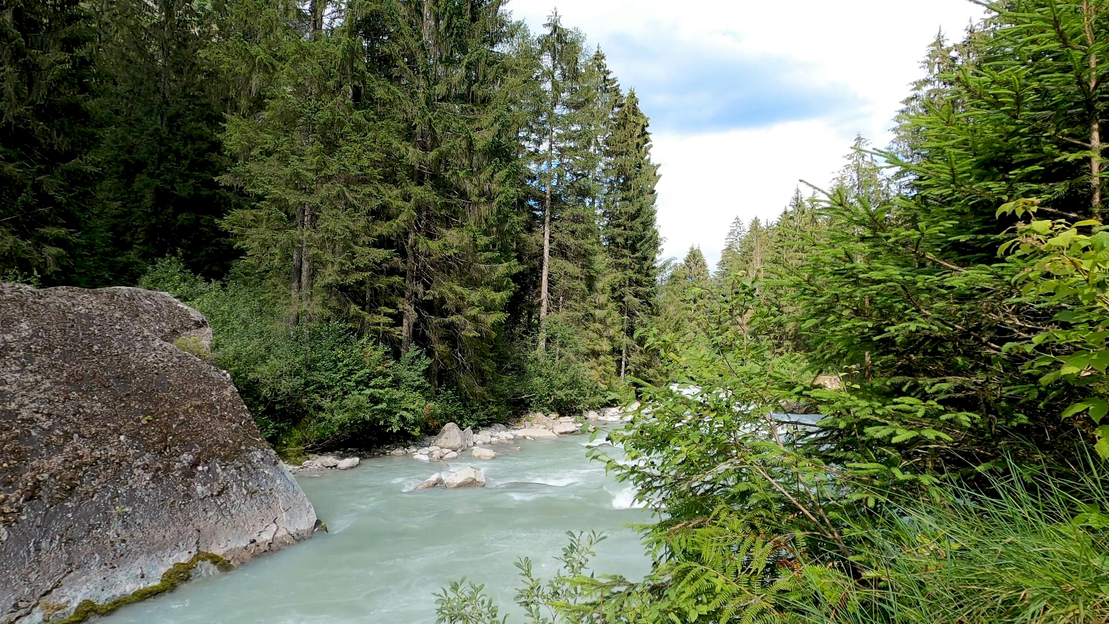 A River in a Forest · Free Stock Video