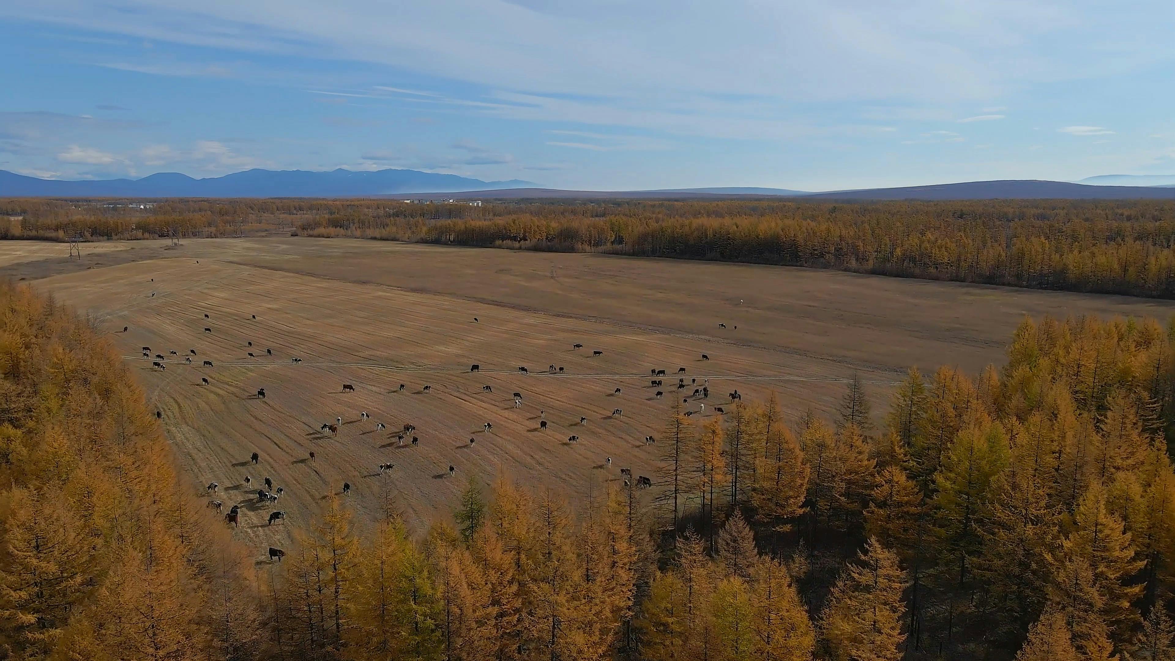 Drone Footage Farm Animals in a Field · Free Stock Video