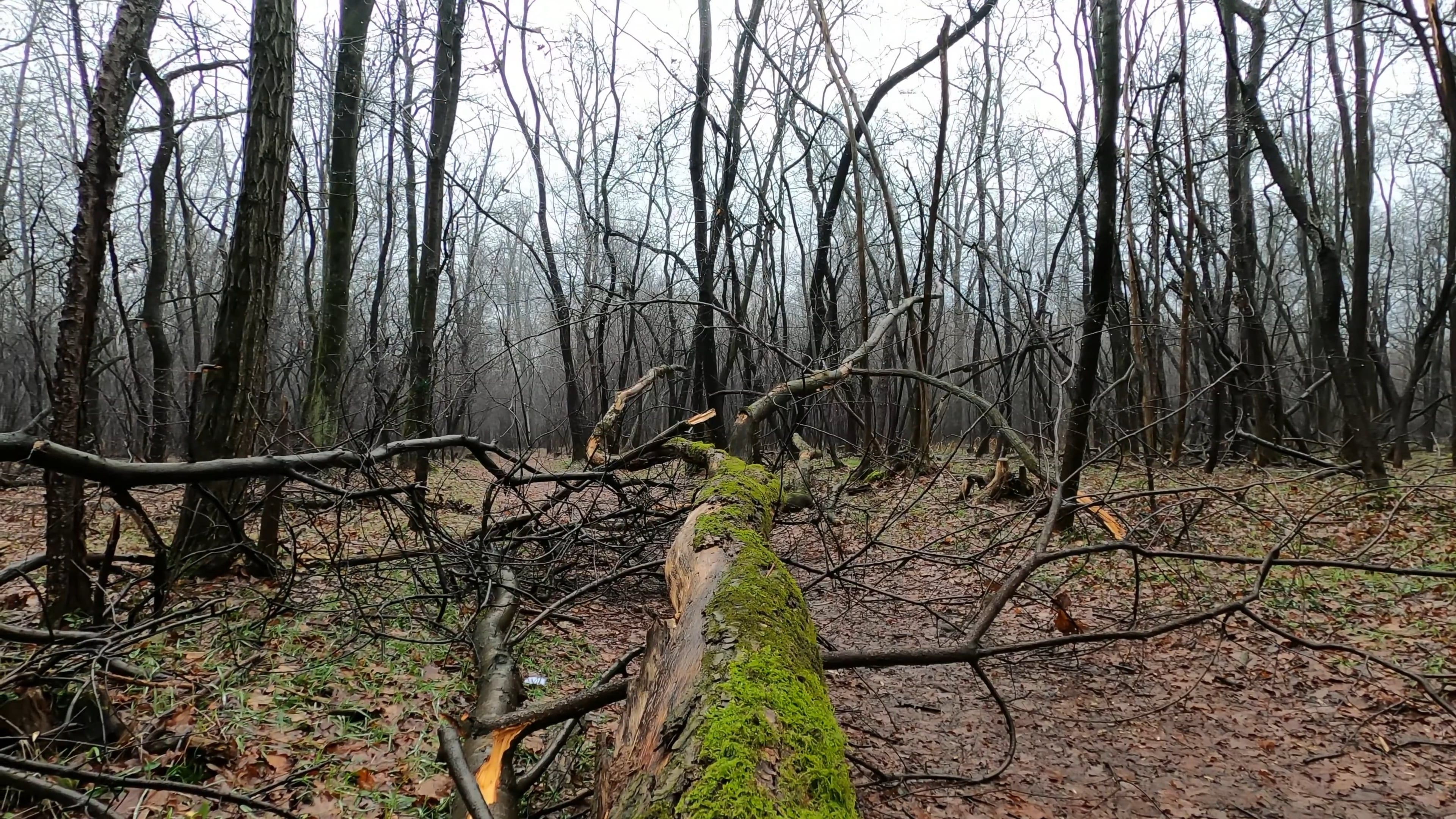 Wood Trails Videos, Download The BEST Free 4k Stock Video Footage ...