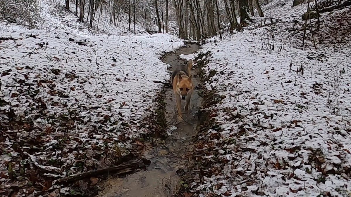 K9 Dog Videos, Download The BEST Free 4k Stock Video Footage & K9 Dog ...