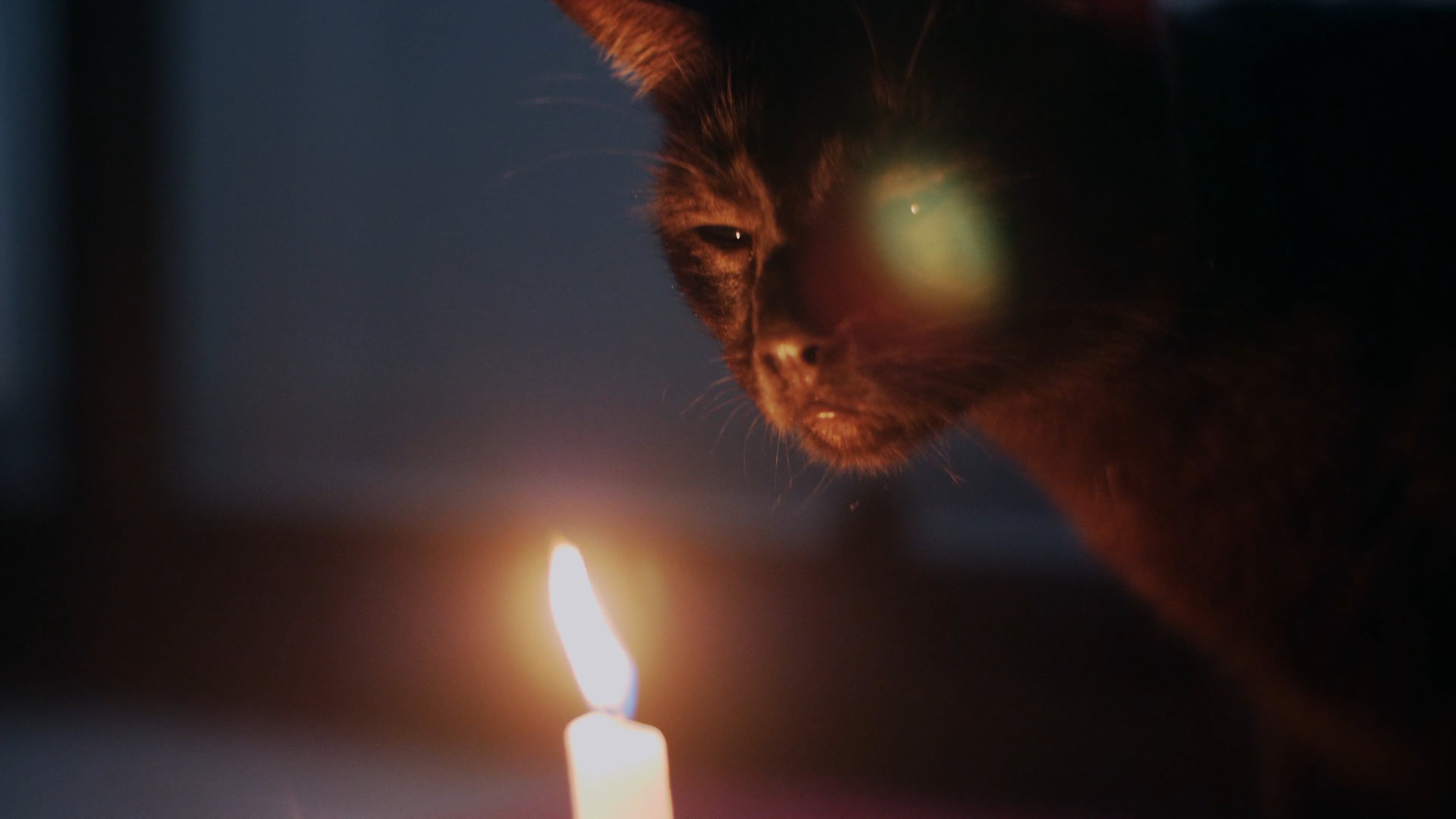A Cute Cat Curious at the Burning Candle Free Stock Video Footage ...