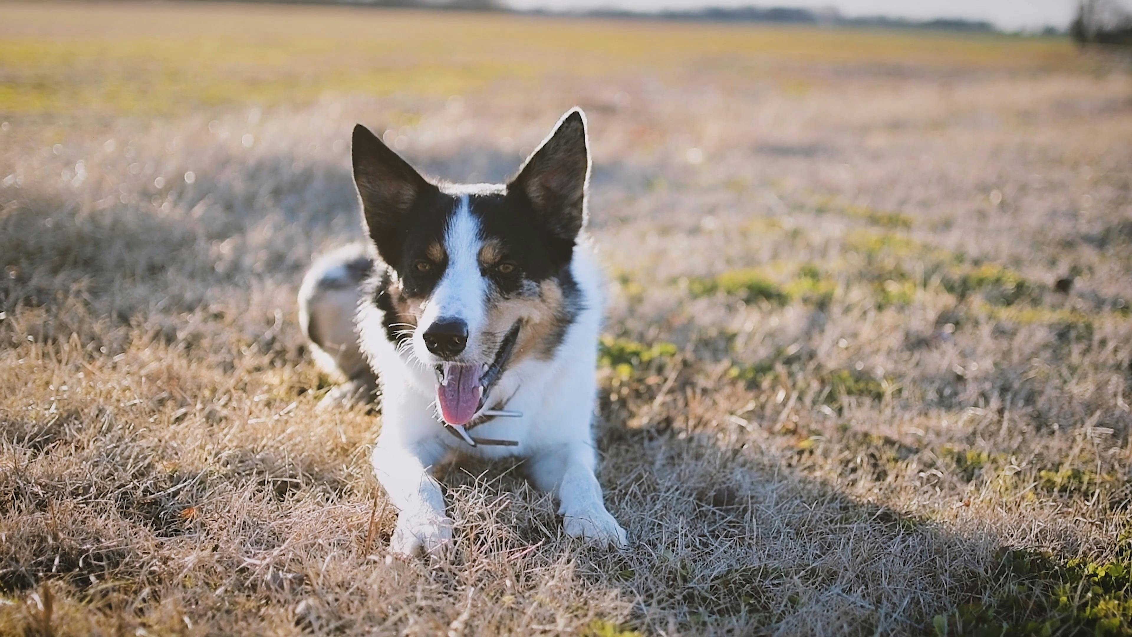 A Border Collie Sitting Outdoors · Free Stock Video