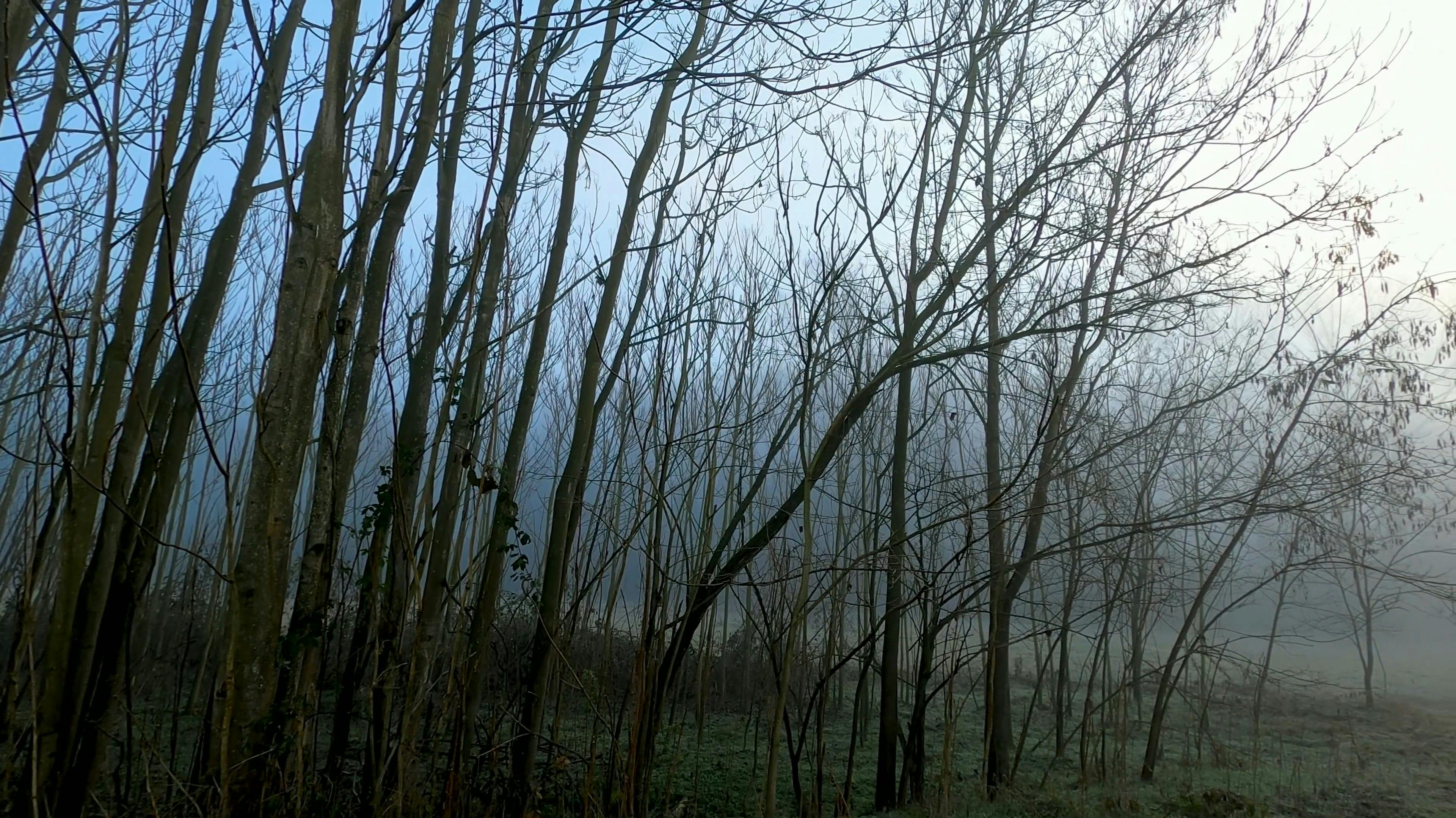 Panning Shot of Trees in the Forest Free Stock Video Footage, Royalty ...