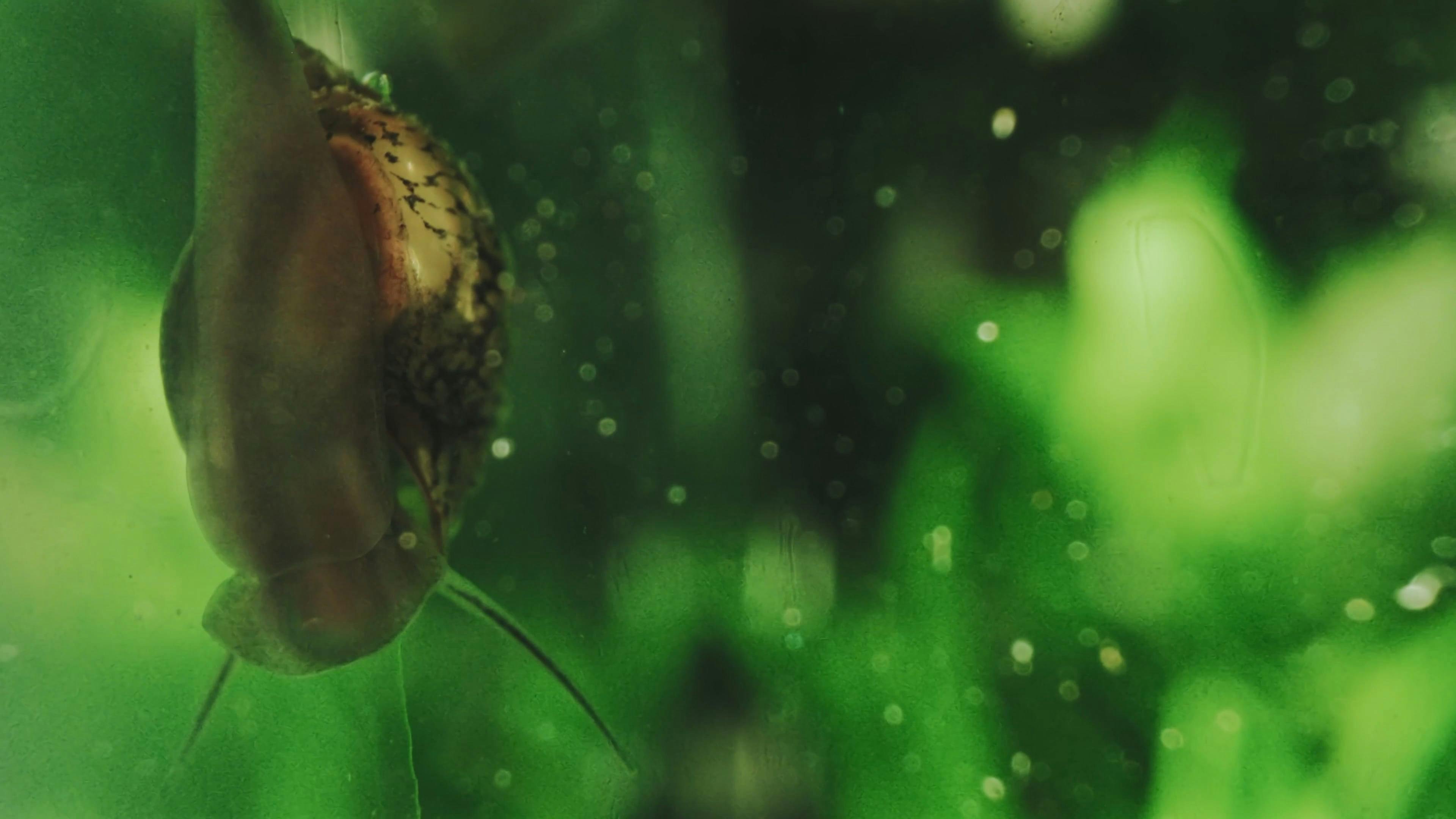 Zoom Backgrounds Aquarium Videos, Download The BEST Free 4k Stock Video ...