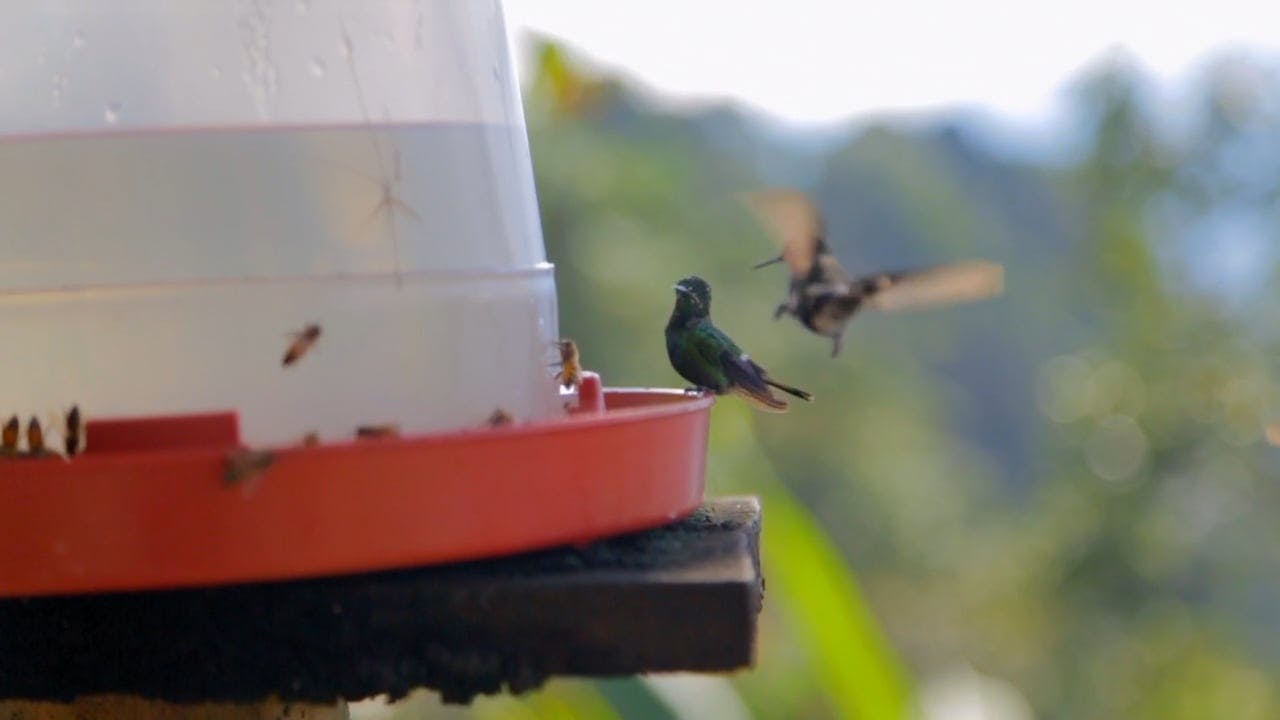 A Humming Bird Suspended In The Air Flying Before Resting Free Stock ...