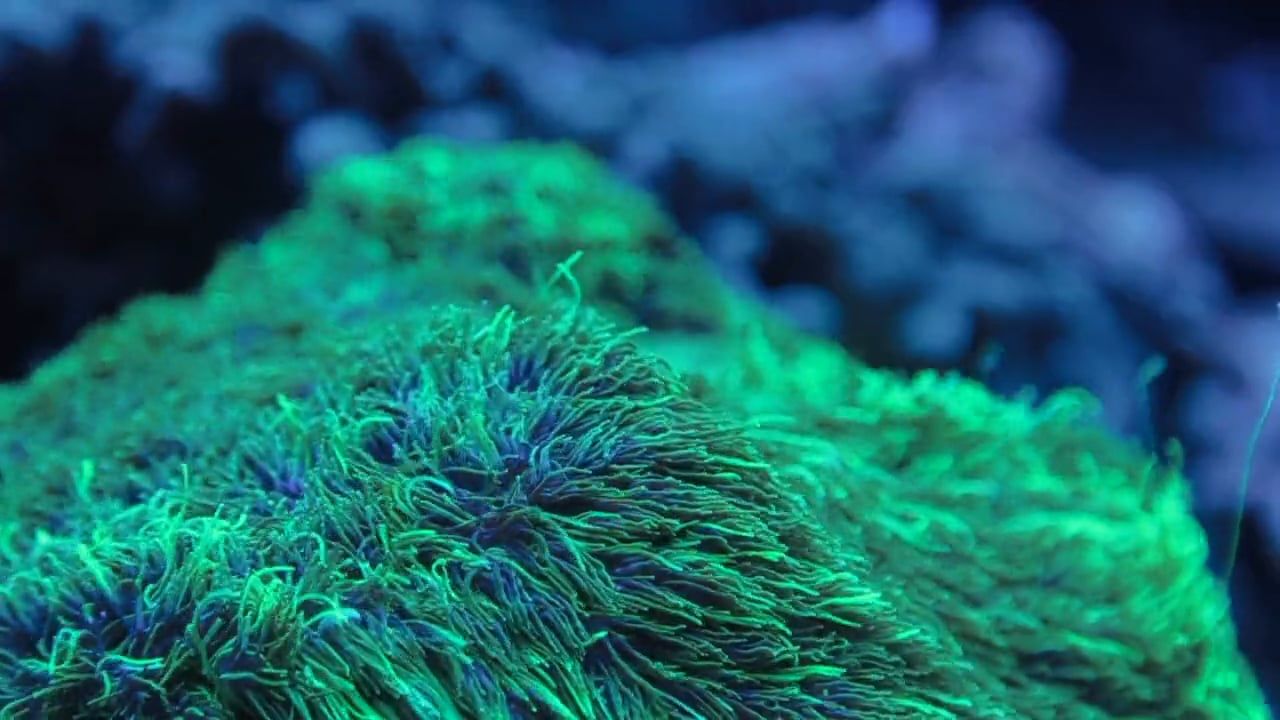 Close Up Underwater Seascape Free Stock Video Footage, Royalty-Free 4K ...