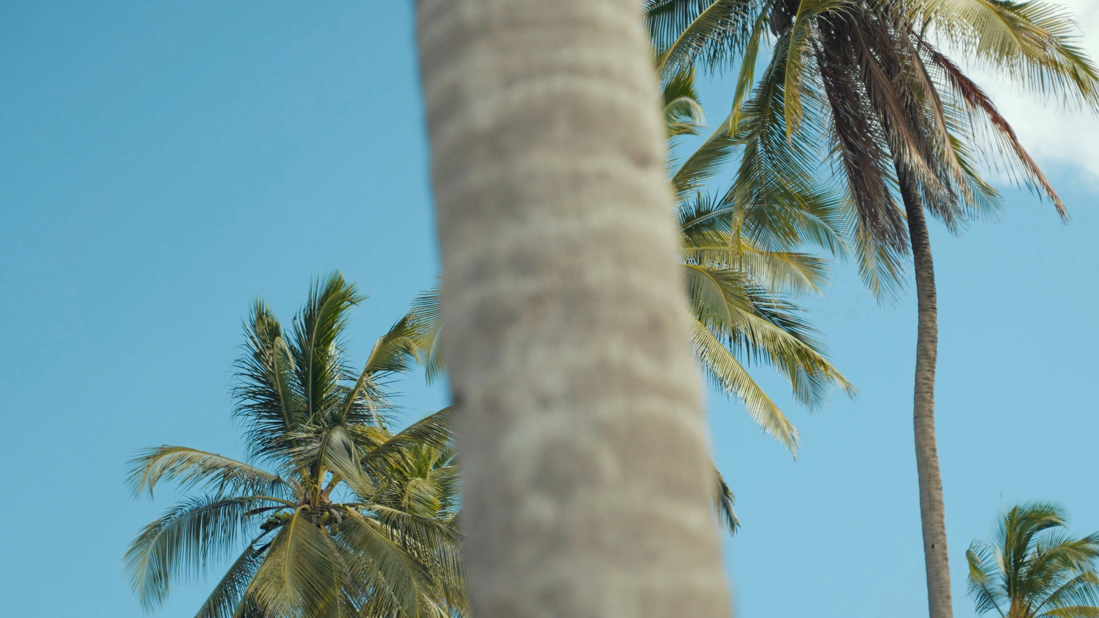 13,358+ Best Free Beach 4K Stock Video Footage & Royalty-Free HD Video ...