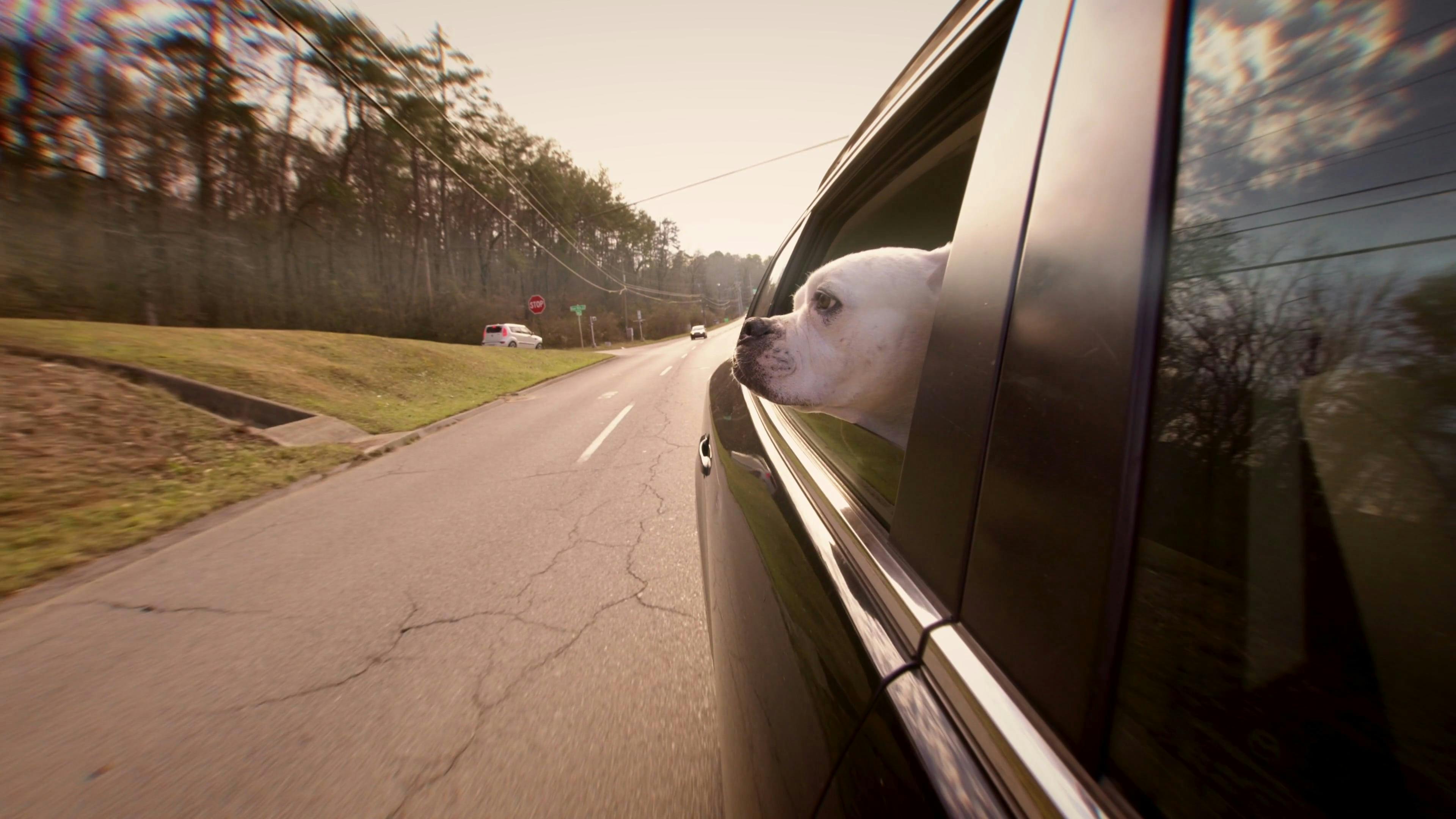 Cute Cars Videos, Download The BEST Free 4k Stock Video Footage & Cute ...