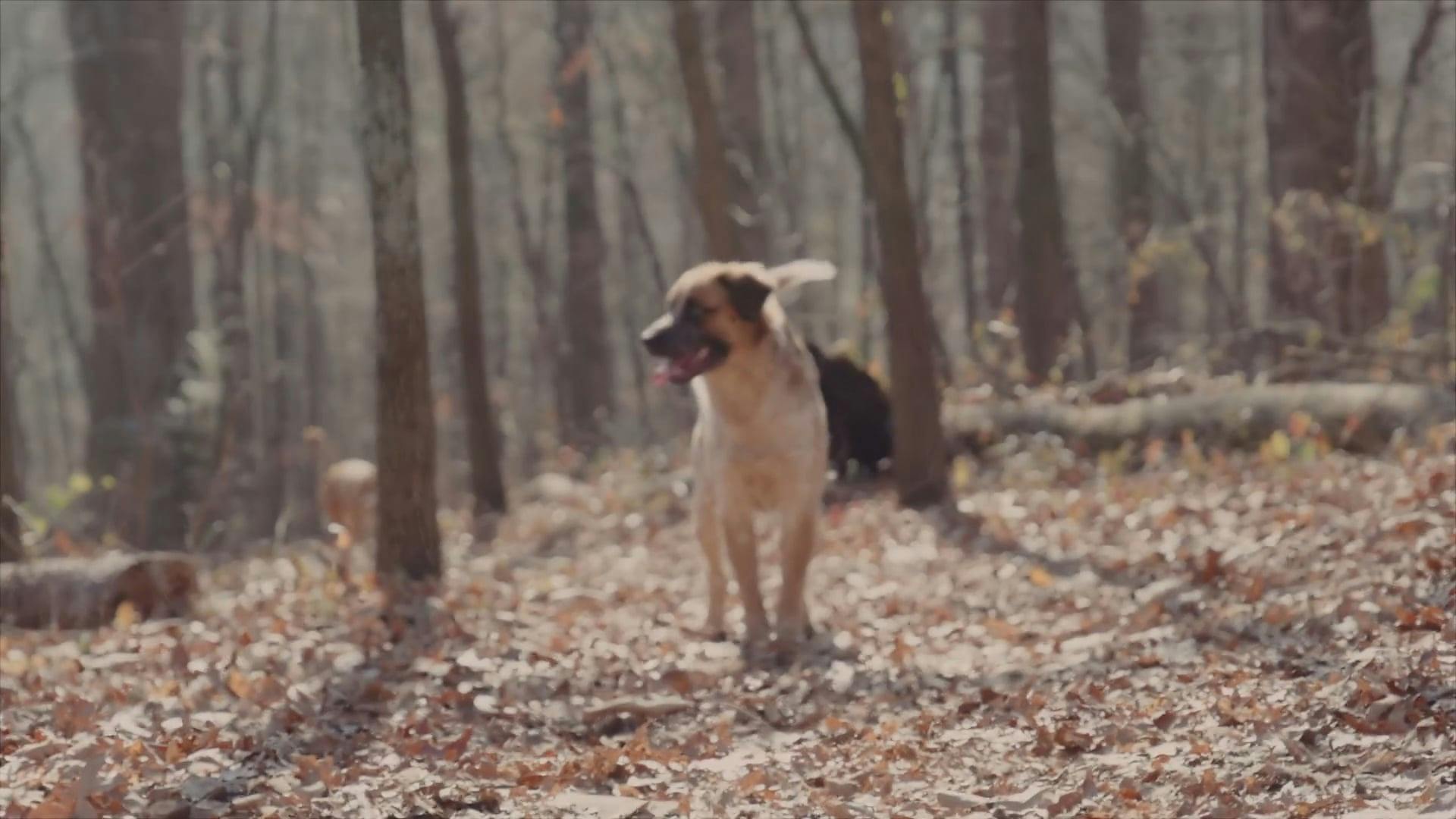 Dogs In The Wilderness Videos, Download The BEST Free 4k Stock Video ...