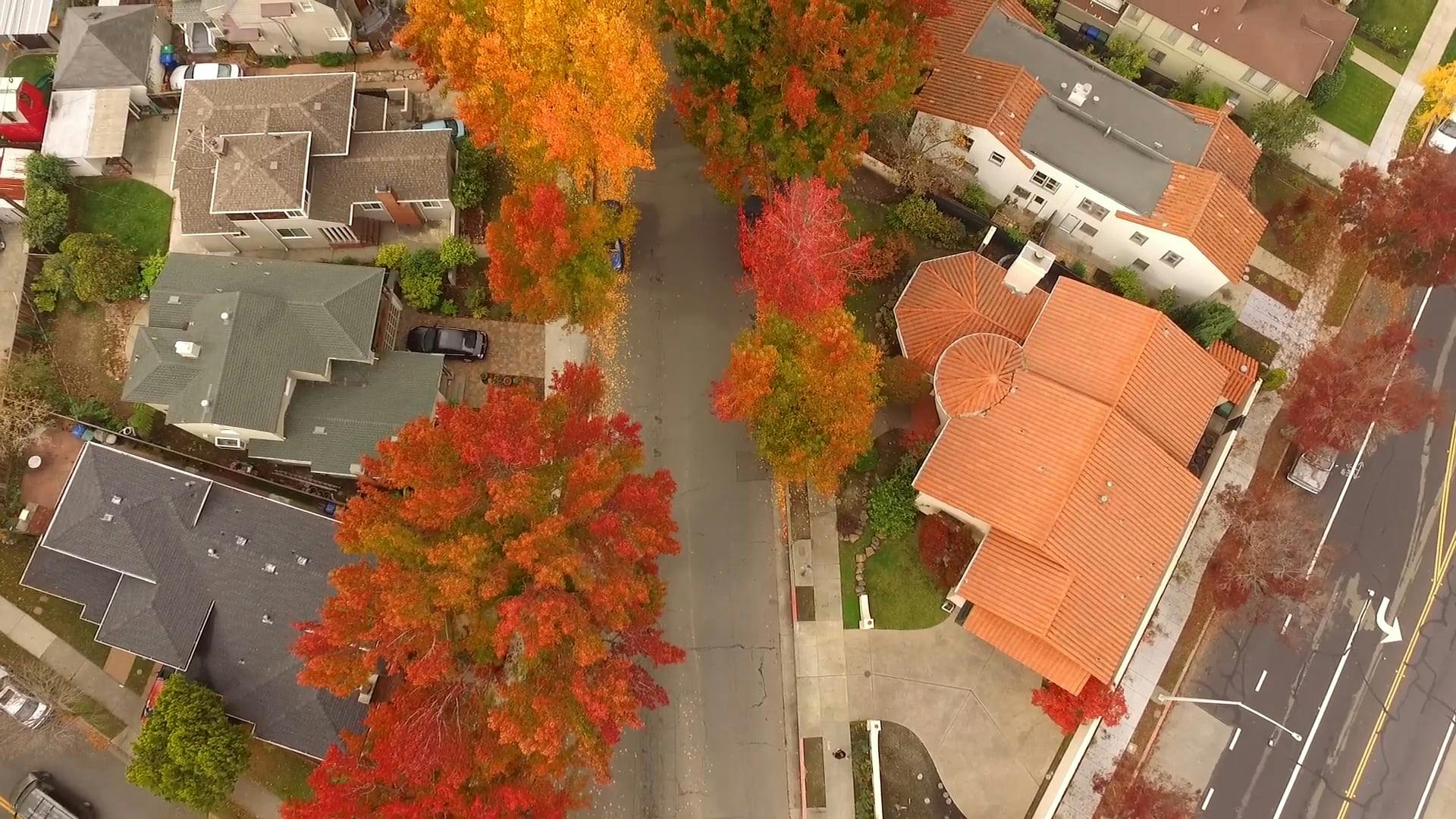 Fall Trees Videos, Download The BEST Free 4k Stock Video Footage & Fall ...