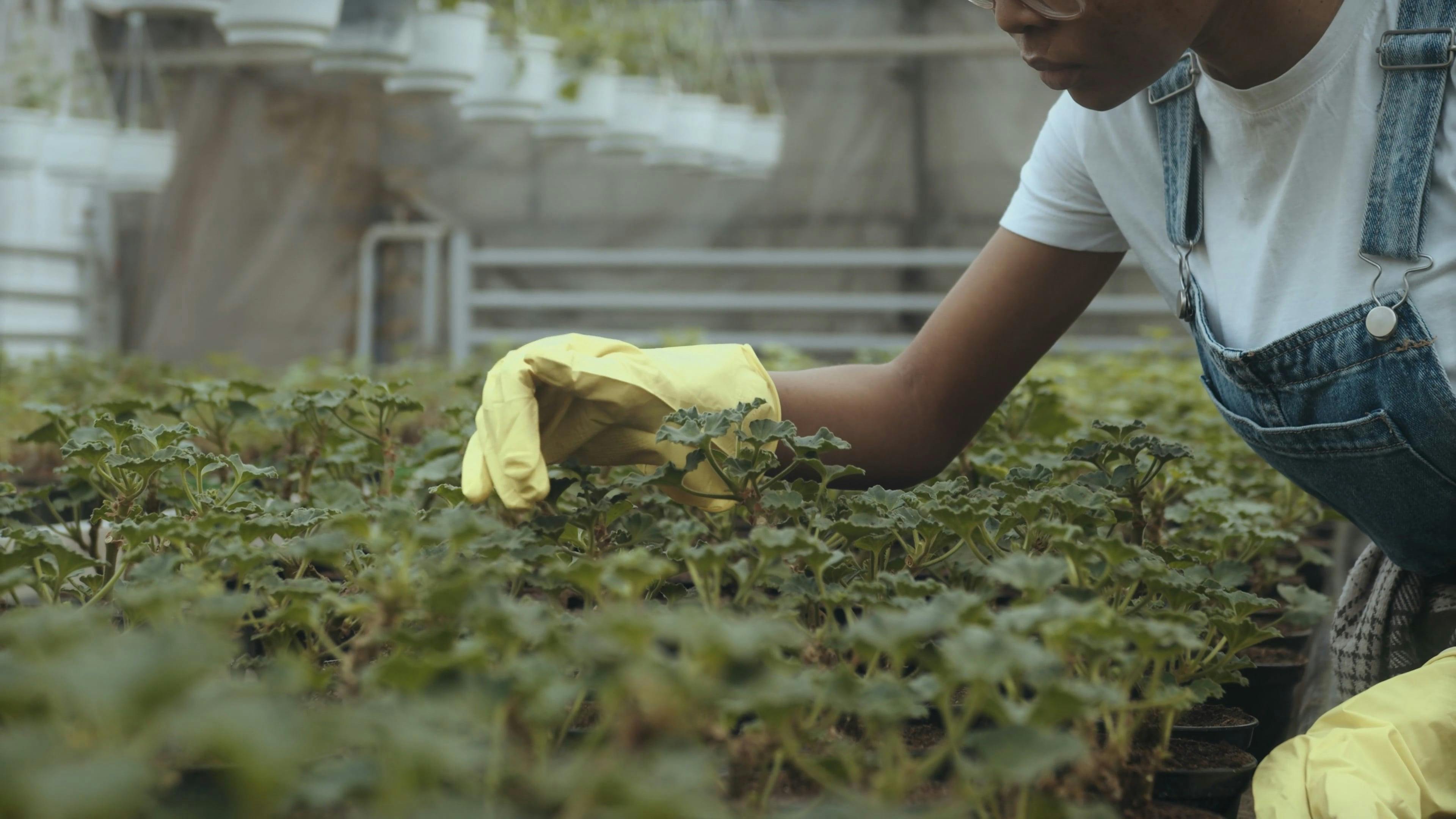 A Woman Checking on Plants · Free Stock Video