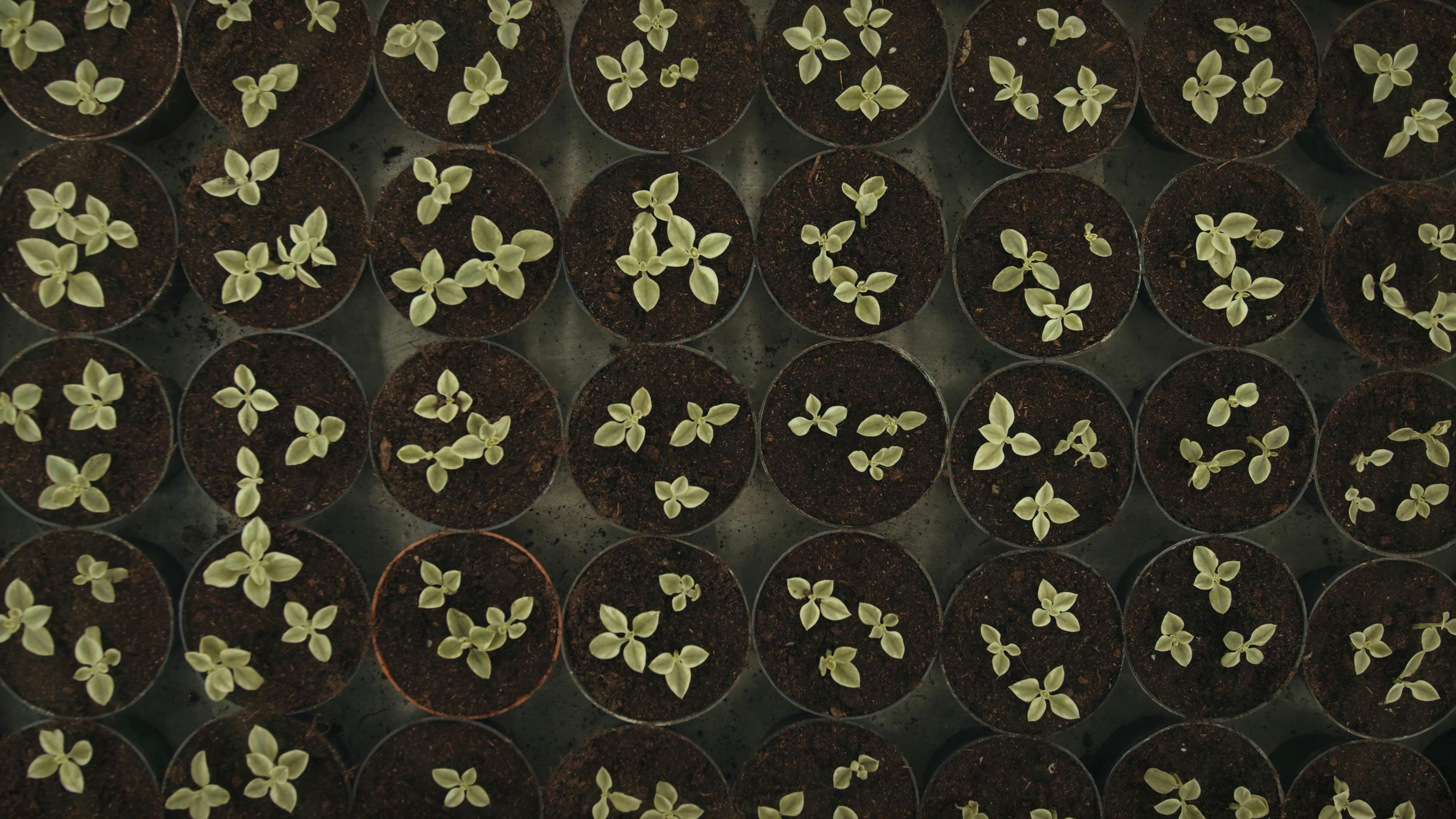 Plant Growing Videos, Download The BEST Free 4k Stock Video Footage ...