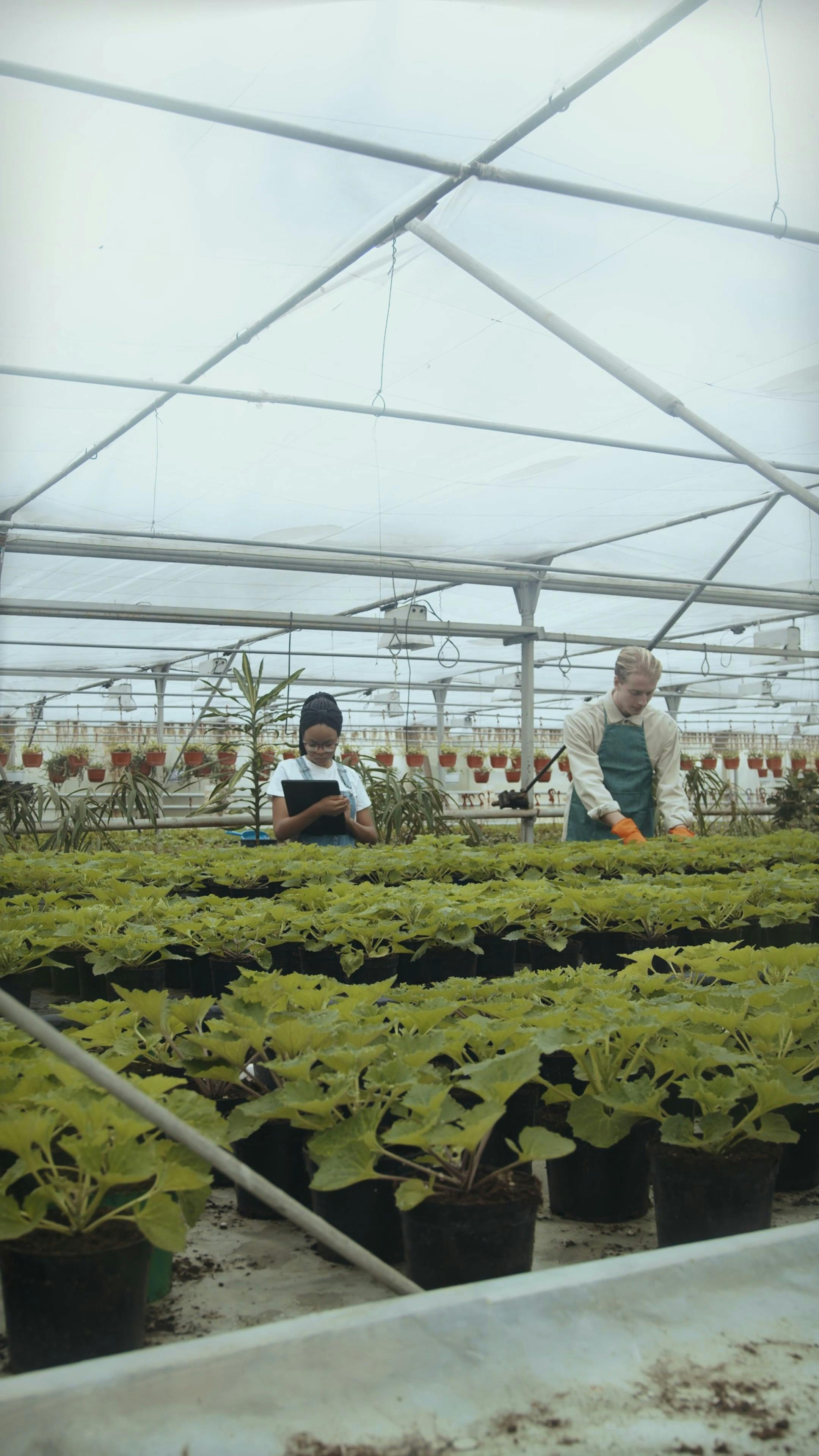 Greenhouse Employees Checking Potted Plants Free Stock Video Footage ...