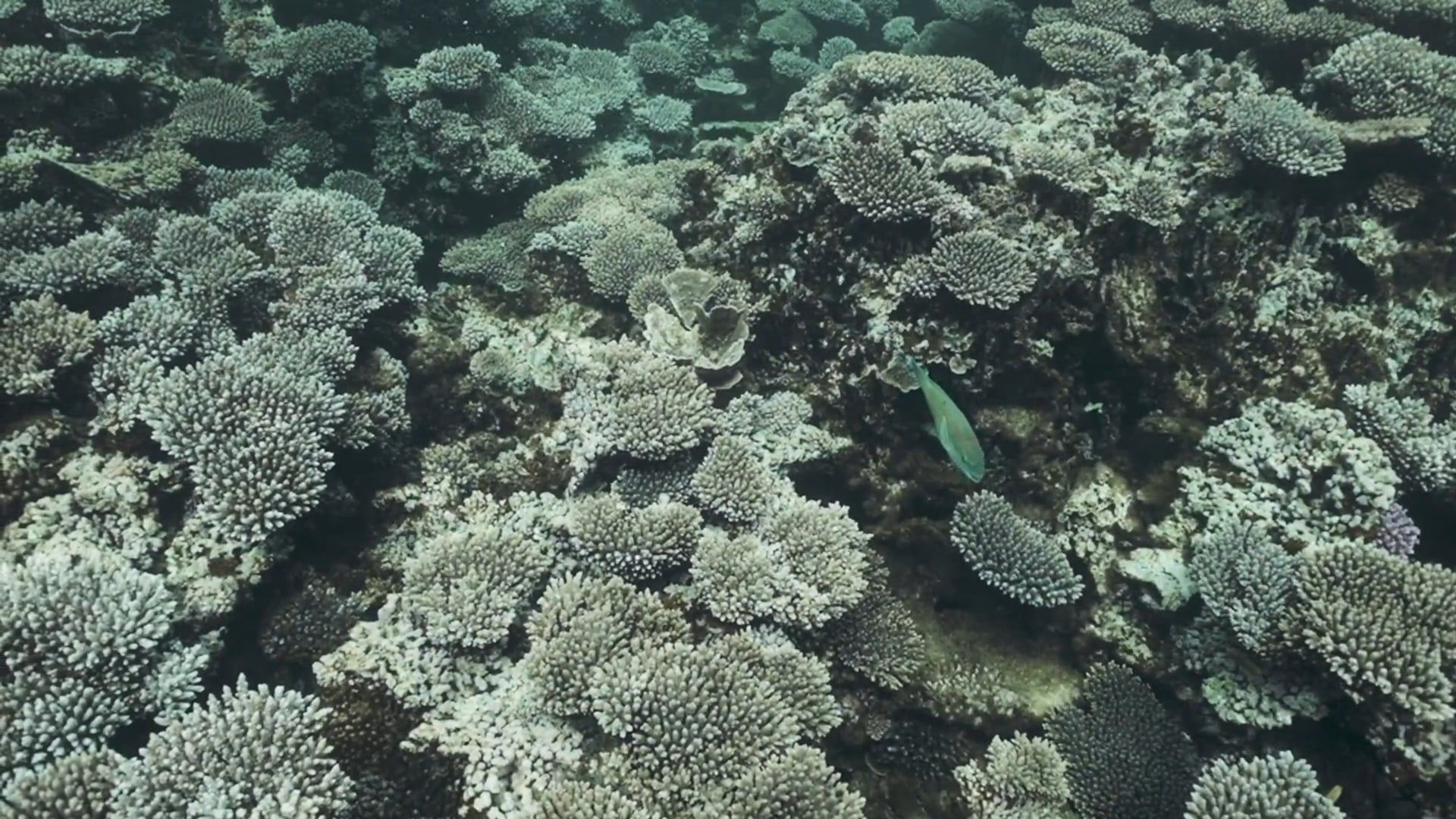 Close Up Shot of Corals Free Stock Video Footage, Royalty-Free 4K & HD ...