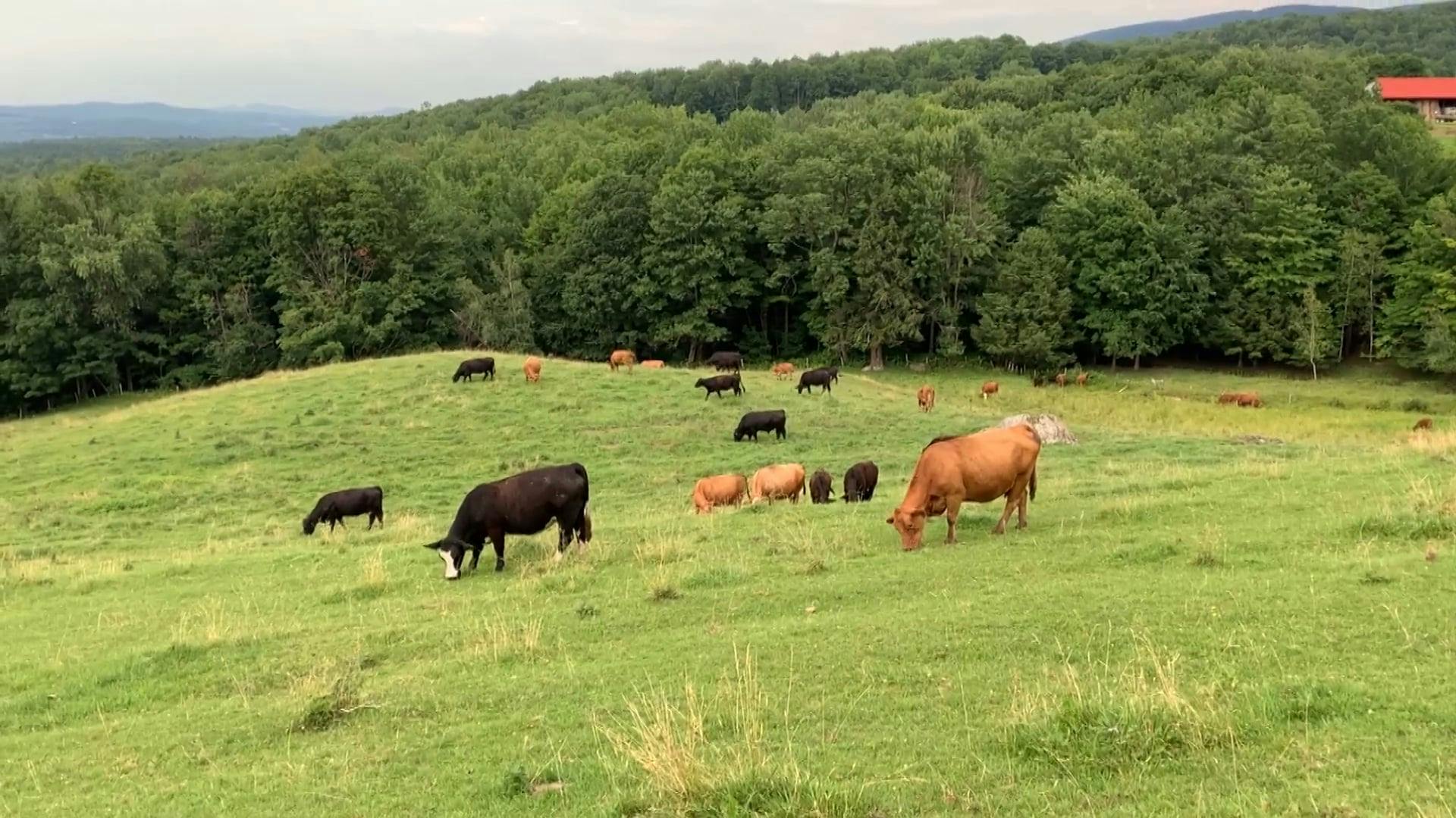 Herd Of Cows · Free Stock Video